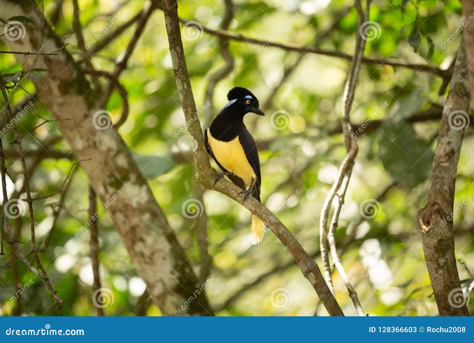 Gorgeus Plush Crested Jay Bird Sitting on a Branch in a Rainforest ...