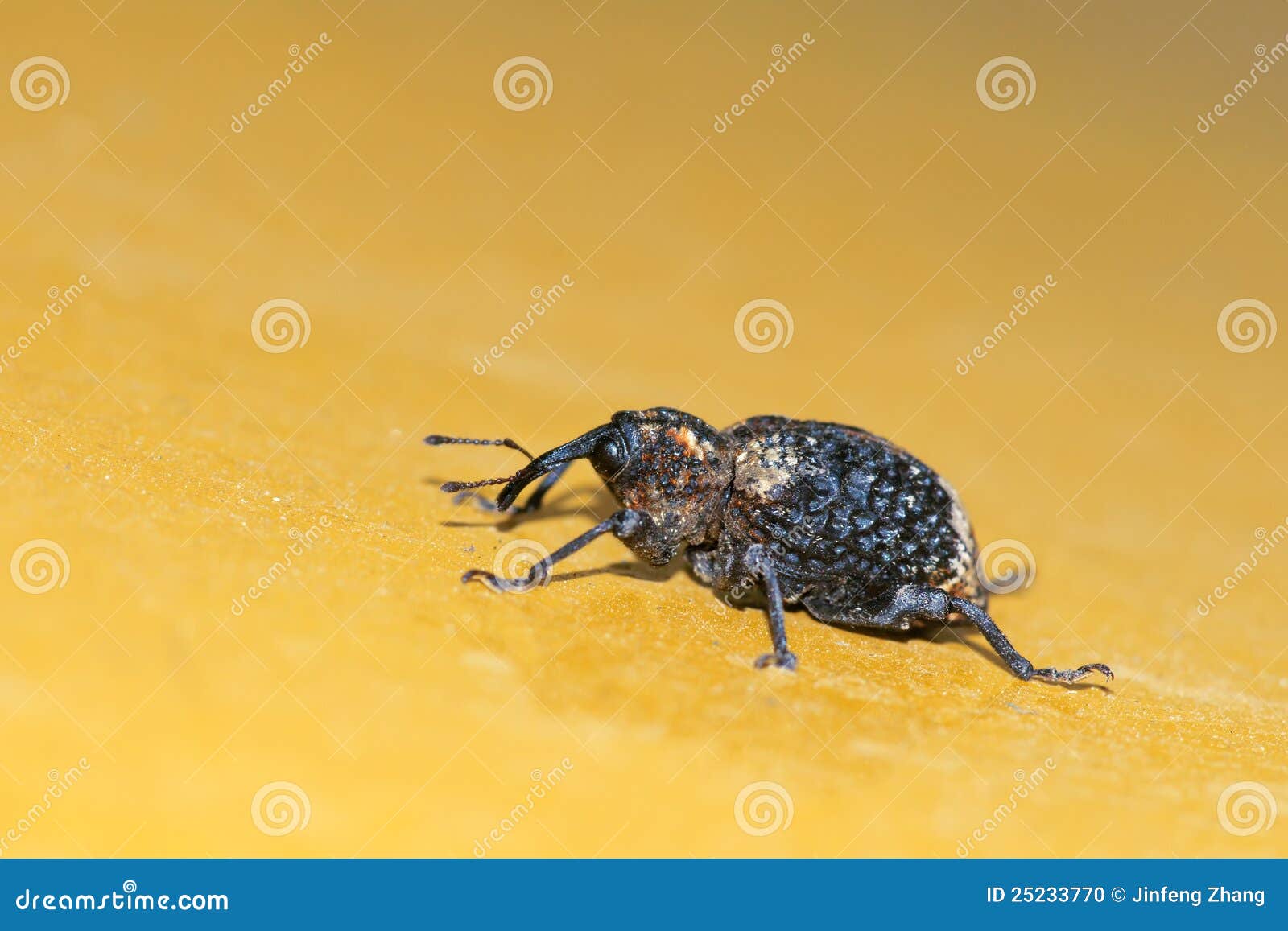 Gorgojo foto de archivo. Imagen de animales, macro, primer - 25233770