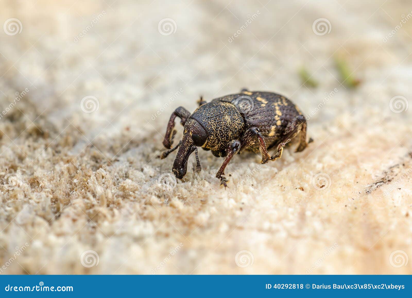 Gorgojo foto de archivo. Imagen de grande, gorgojo, cubo - 40292818