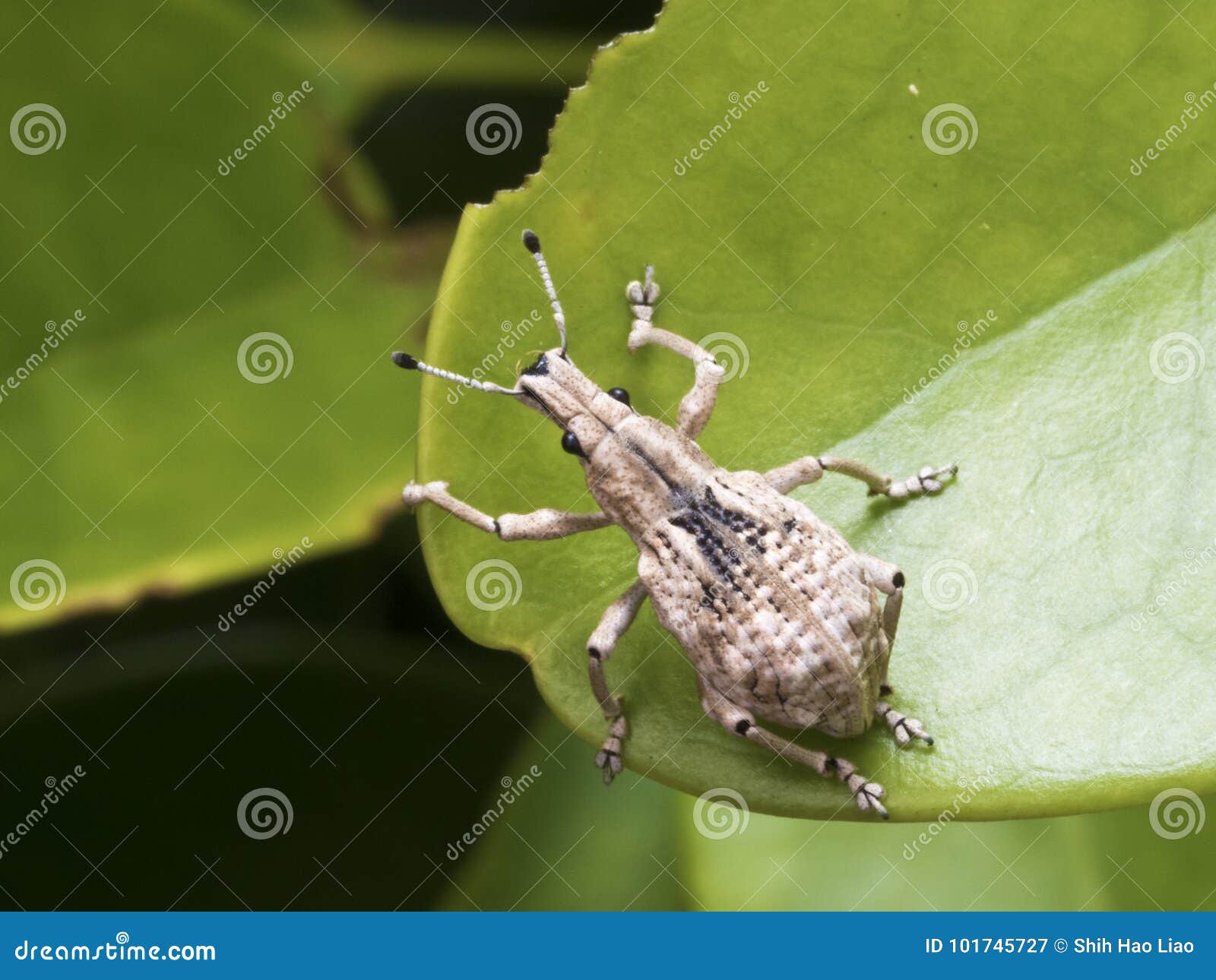 Gorgojo Del Insecto, Curculionidae Imagen de archivo - Imagen de bicho ...