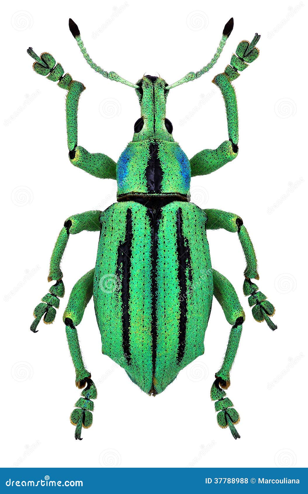 Gorgojo Exótico Azul (cuvieri De Eupholus) Foto de archivo - Imagen de ...