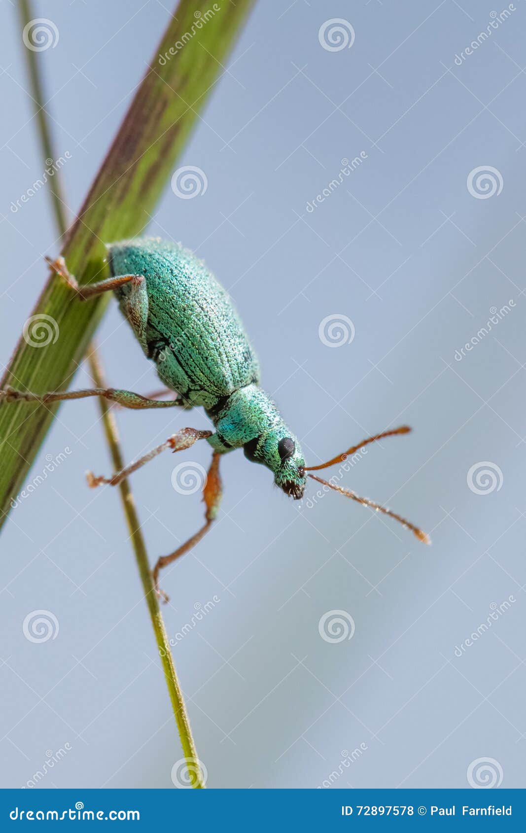 Gorgojo Verde (formosus De Polydrusus) Foto de archivo - Imagen de ...