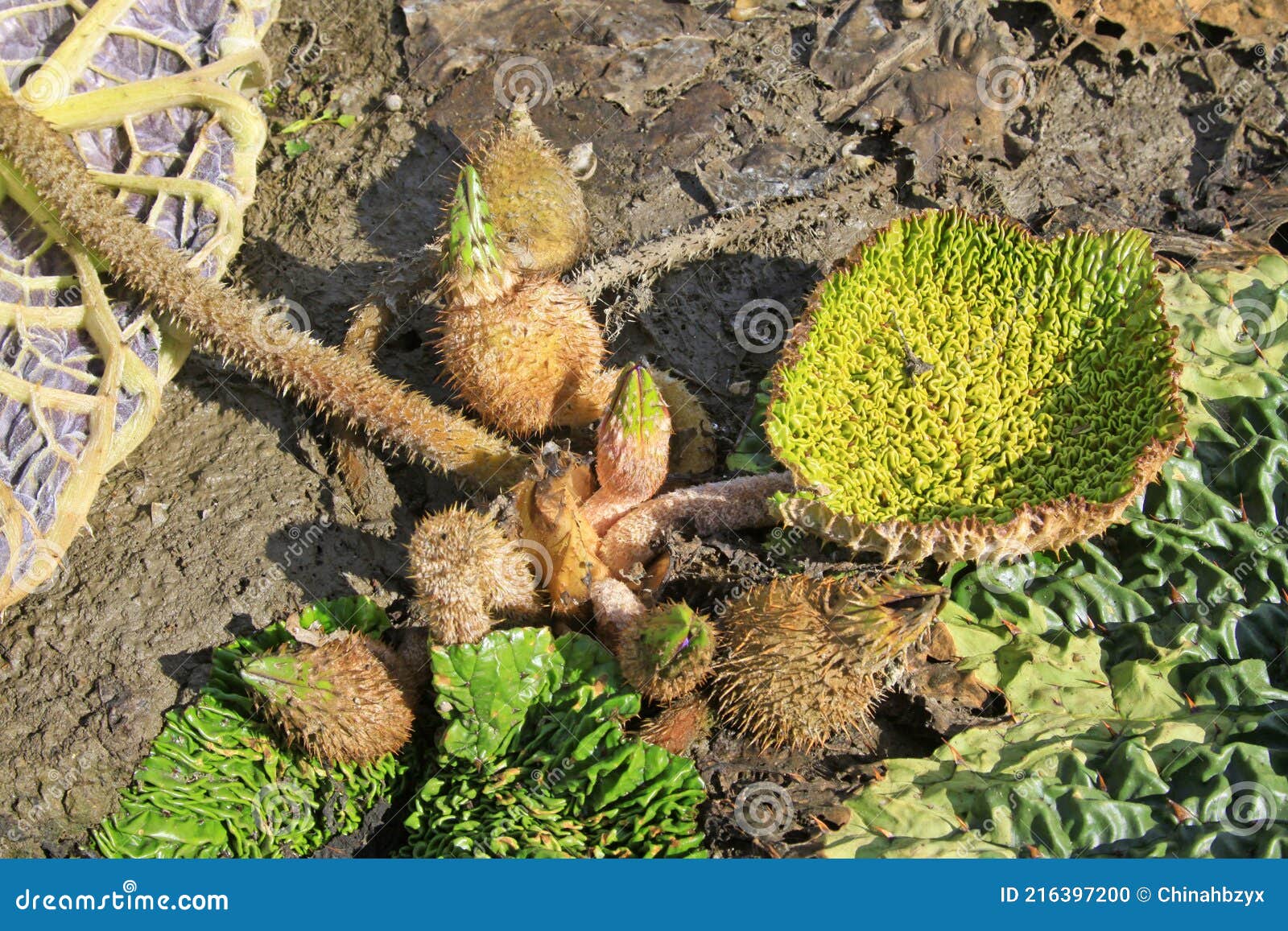 Gorgon Euryale Plant in the Wild Stock Photo - Image of biology, environment: 216397200