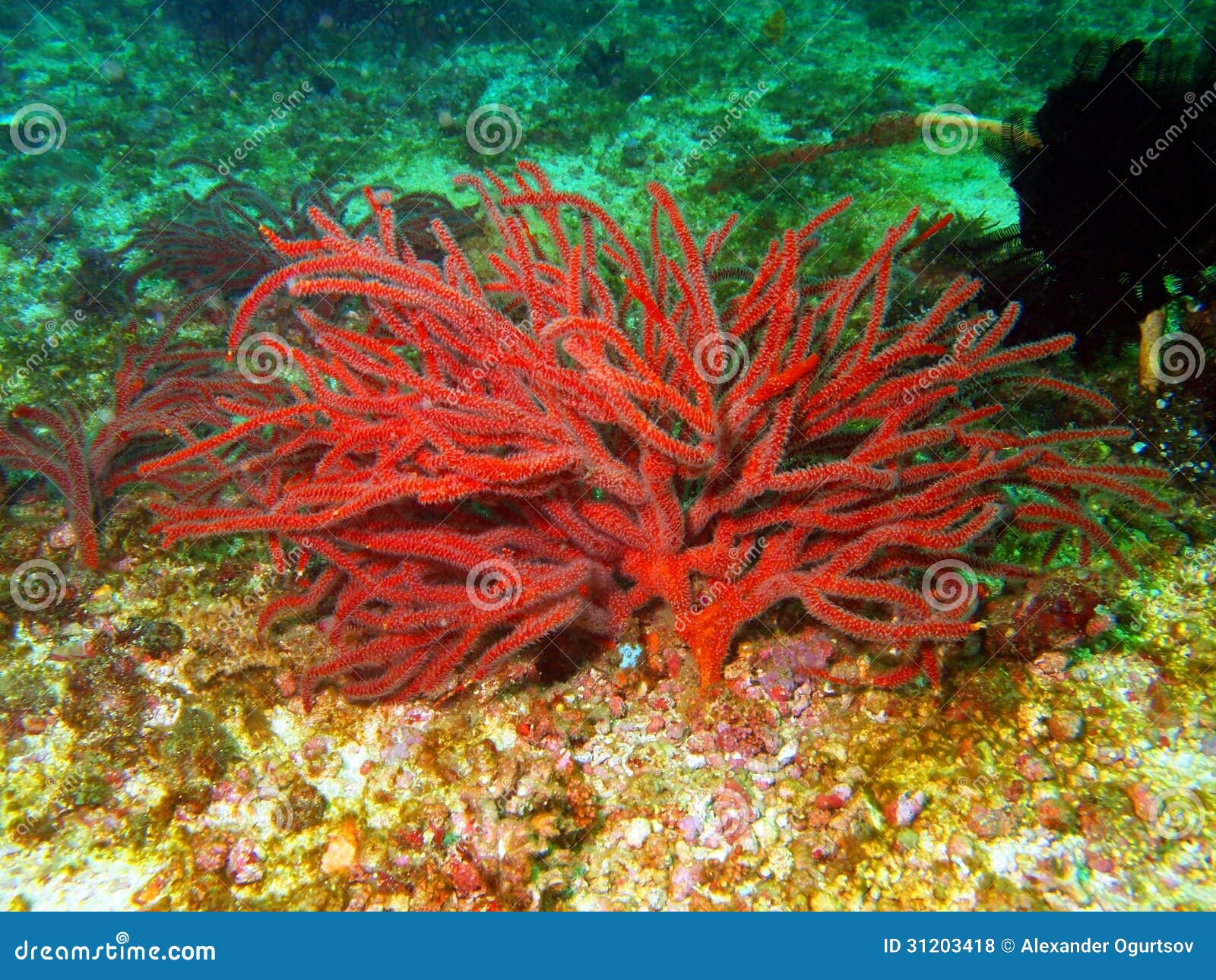 Gorgone korall arkivfoto. Bild av natur, värld, sten - 31203418