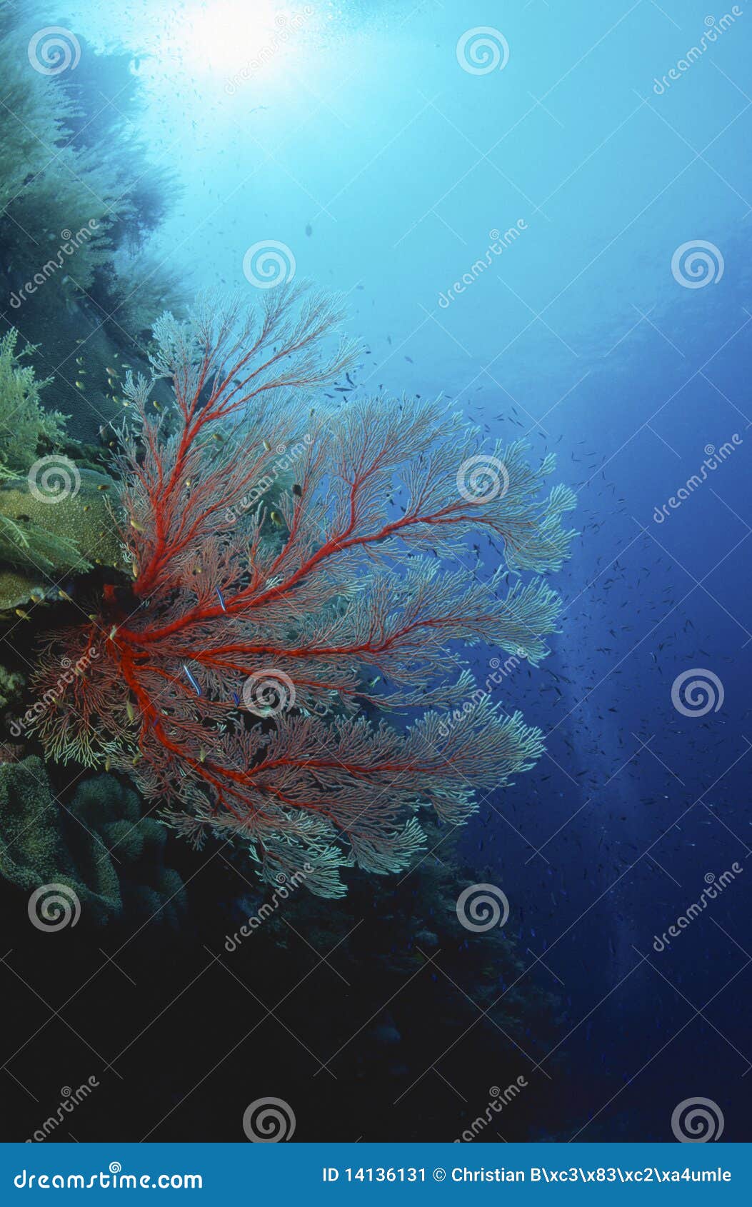 Gorgonia Coral Near a Drop-off Stock Image - Image of diver, blue: 14136131
