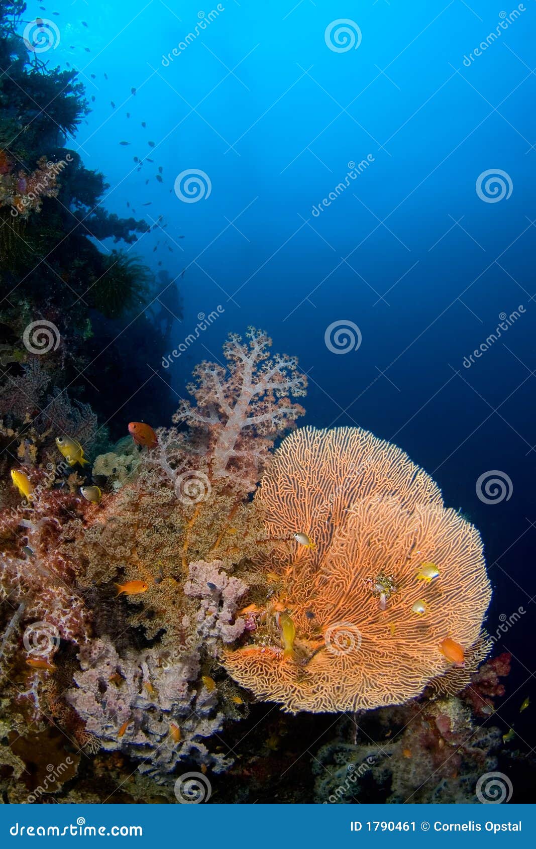 Gorgonia coral Philippines stock image. Image of bottom - 1790461