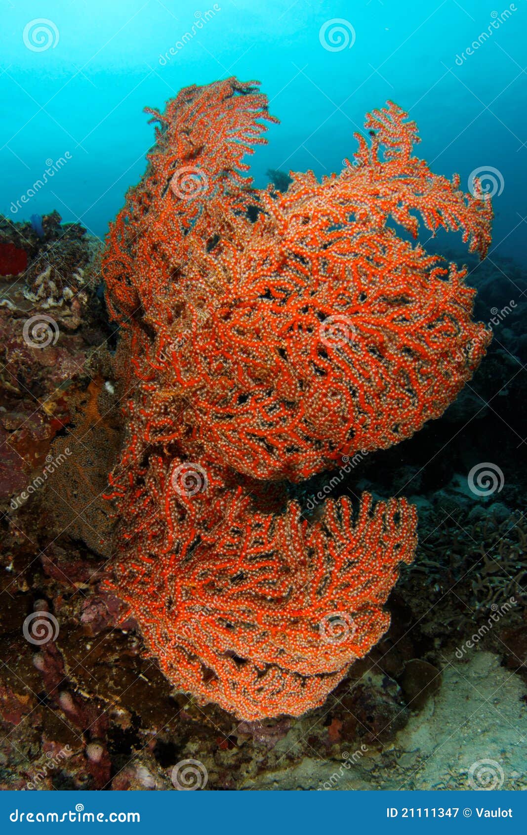 Gorgonian stock image. Image of animal, nature, atoll - 21111347