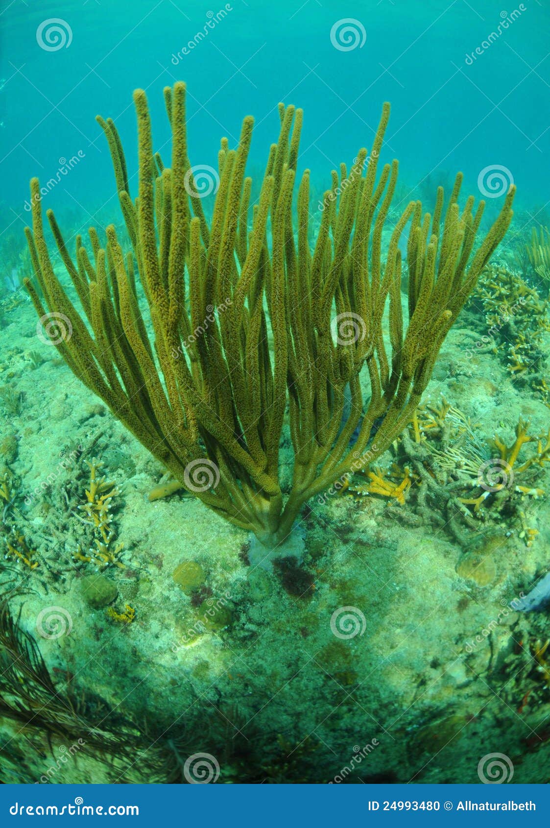 Gorgonian stock photo. Image of gorgonian, reef, scuba - 24993480