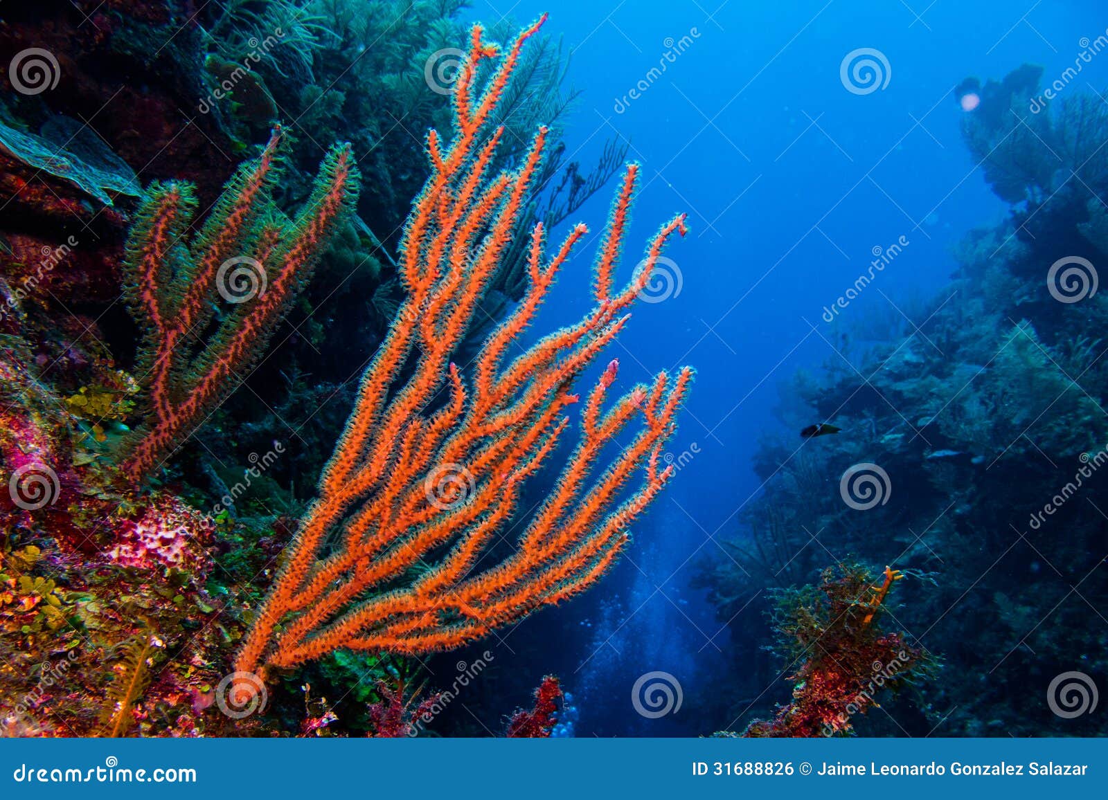 Gorgonian foto de stock. Imagem de anêmona, bancos, biosfera - 31688826