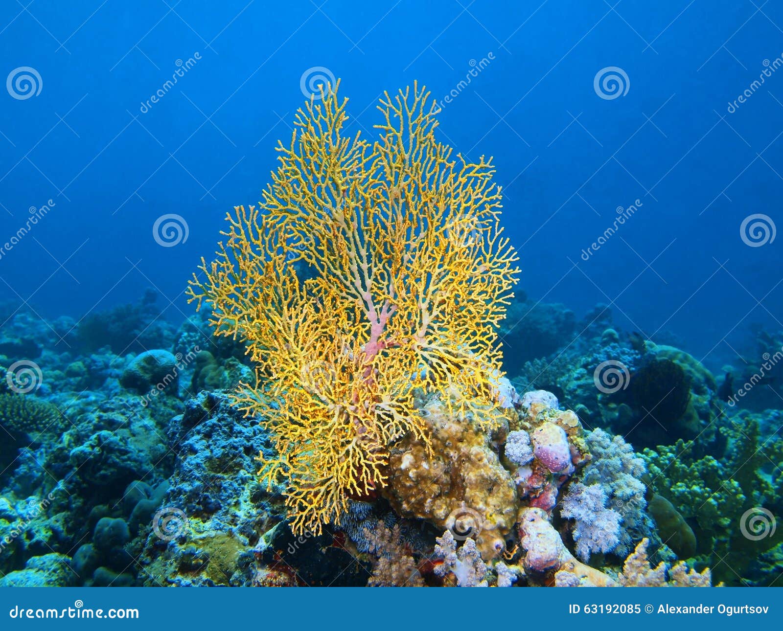 Gorgonian korall fotografering för bildbyråer. Bild av angus - 63192085