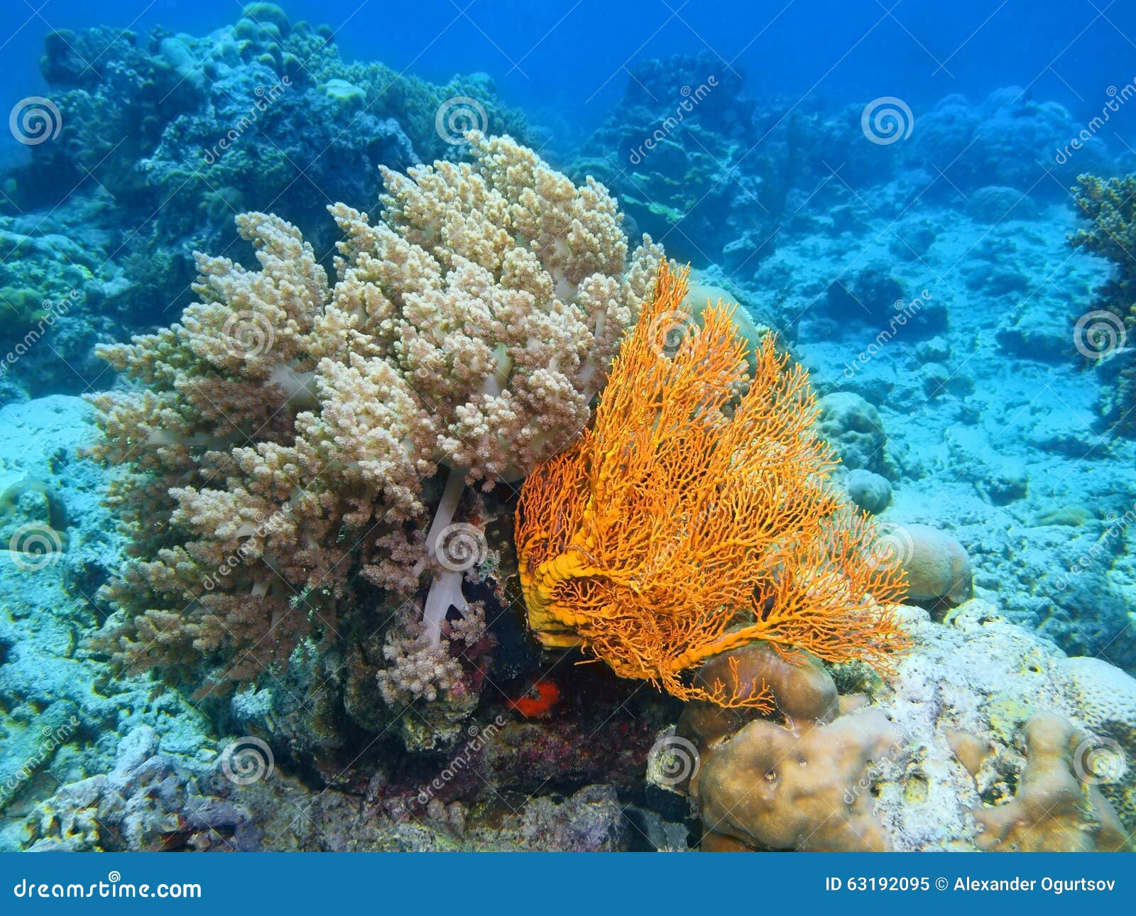 Gorgonian korall fotografering för bildbyråer. Bild av korall - 63192095