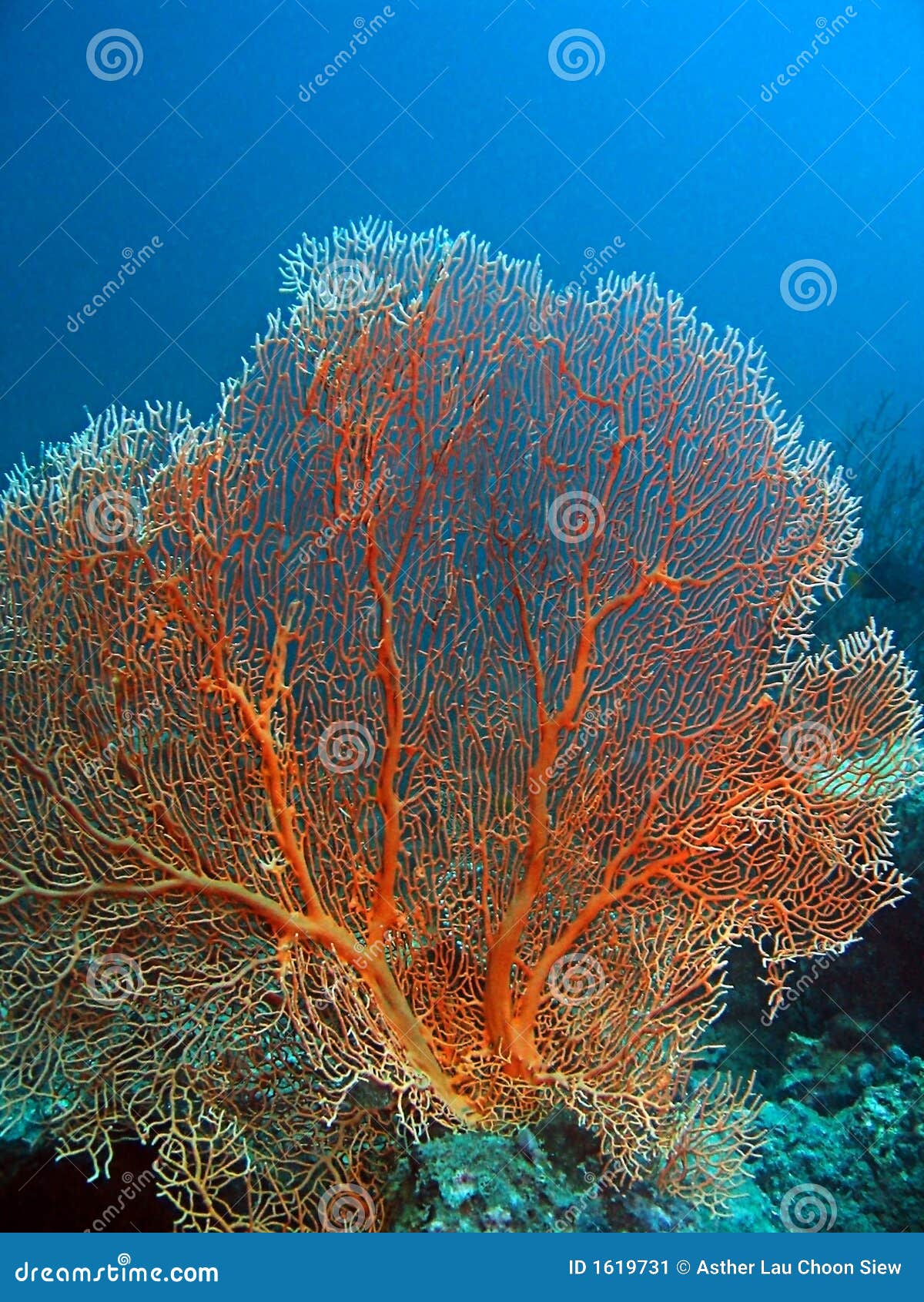 Gorgonian Sea Fan stock image. Image of aquatic, gorgonian - 1619731