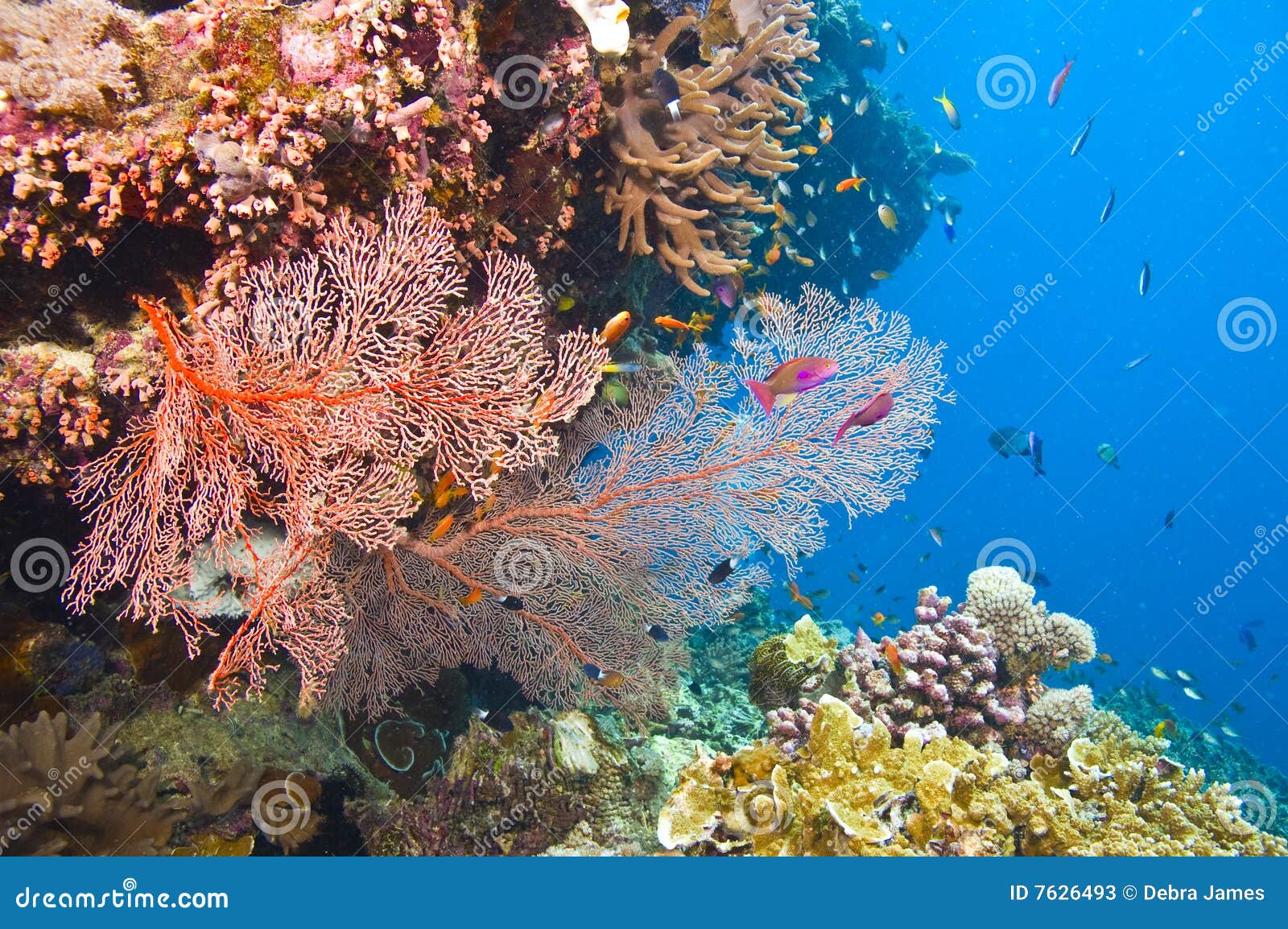 Gorgonian Sea Fans and Coral Stock Image - Image of salt, hemisphere ...
