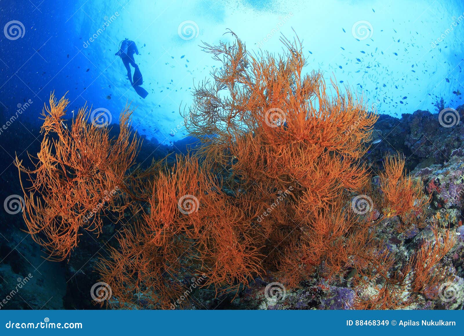 Gorgonians imagen de archivo. Imagen de malasia, recorrido - 88468349