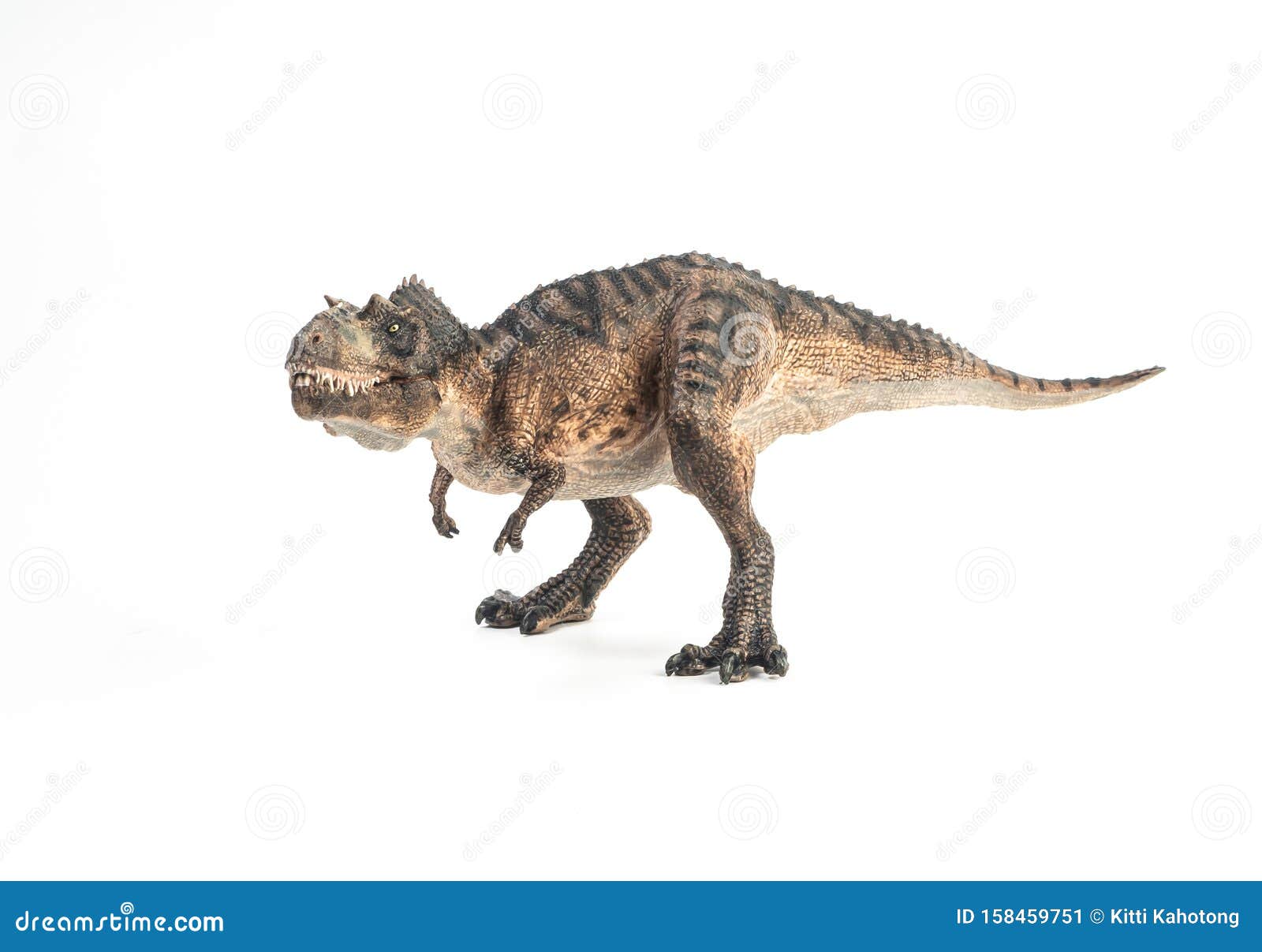 Gorgosaurus Dinosaur on White Background Stock Image - Image of ...