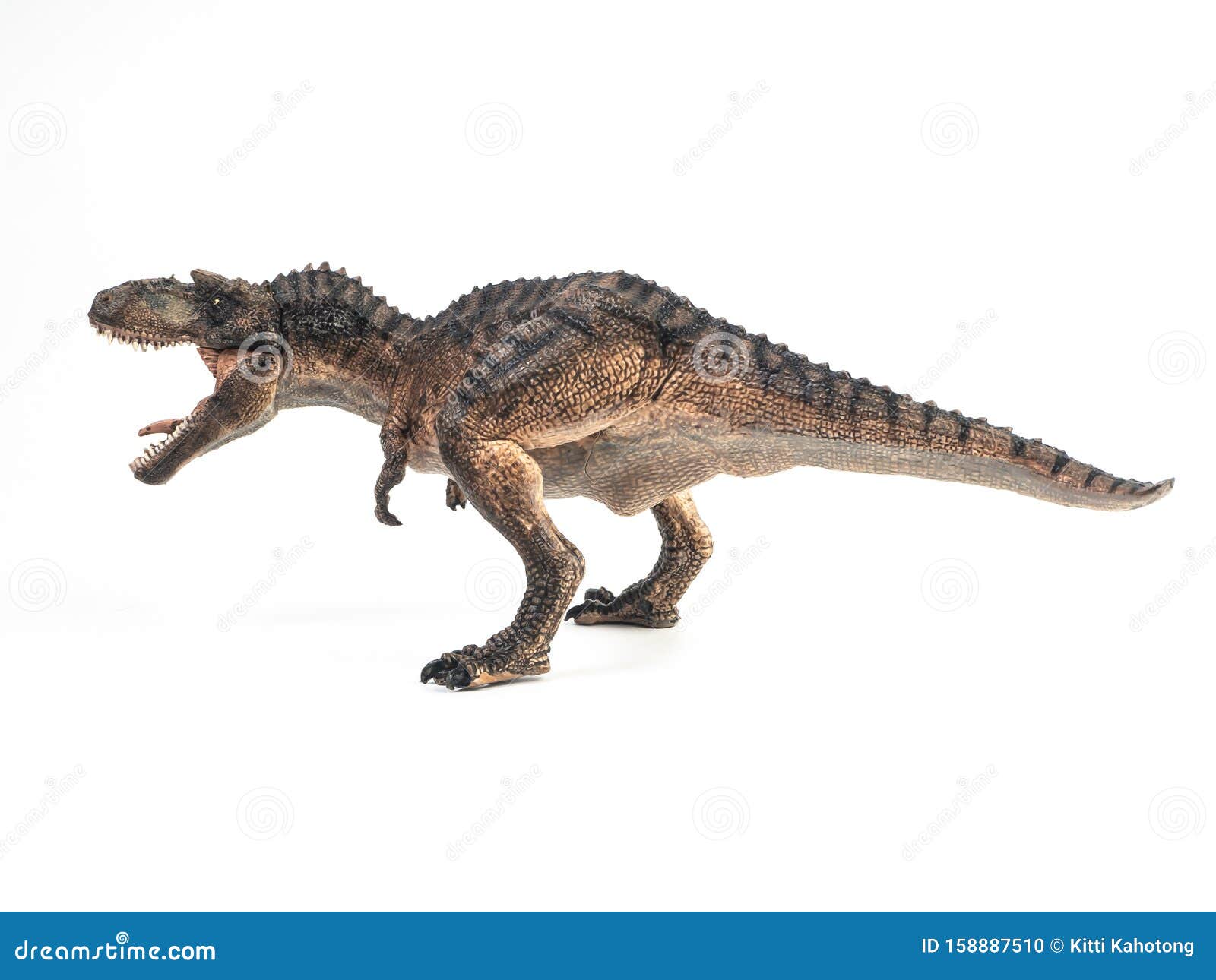 Gorgosaurus Dinosaur on White Background Stock Photo - Image of ...