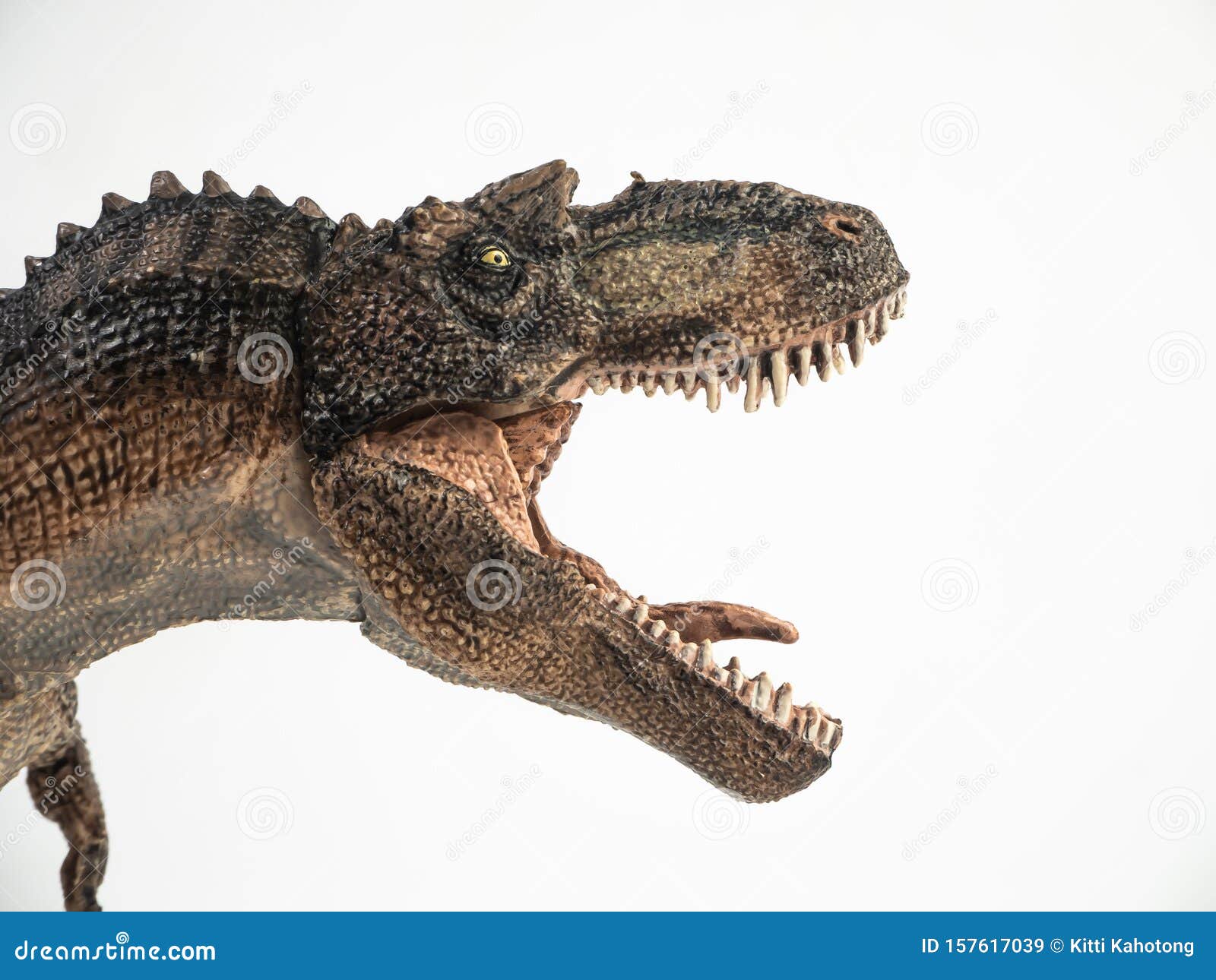 Gorgosaurus Dinosaur on White Background Stock Image - Image of ...