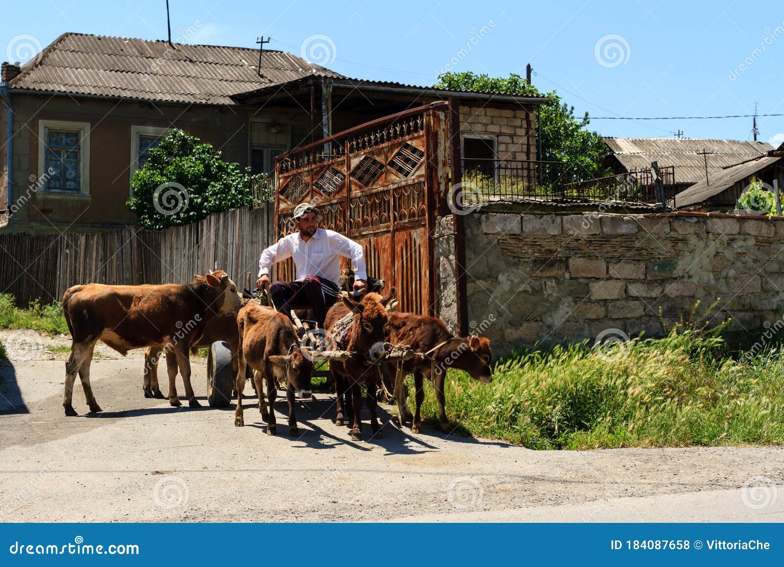 Gori, Georgia - June 14, 2016: Farmer Sitting on the Cart Pulled by ...
