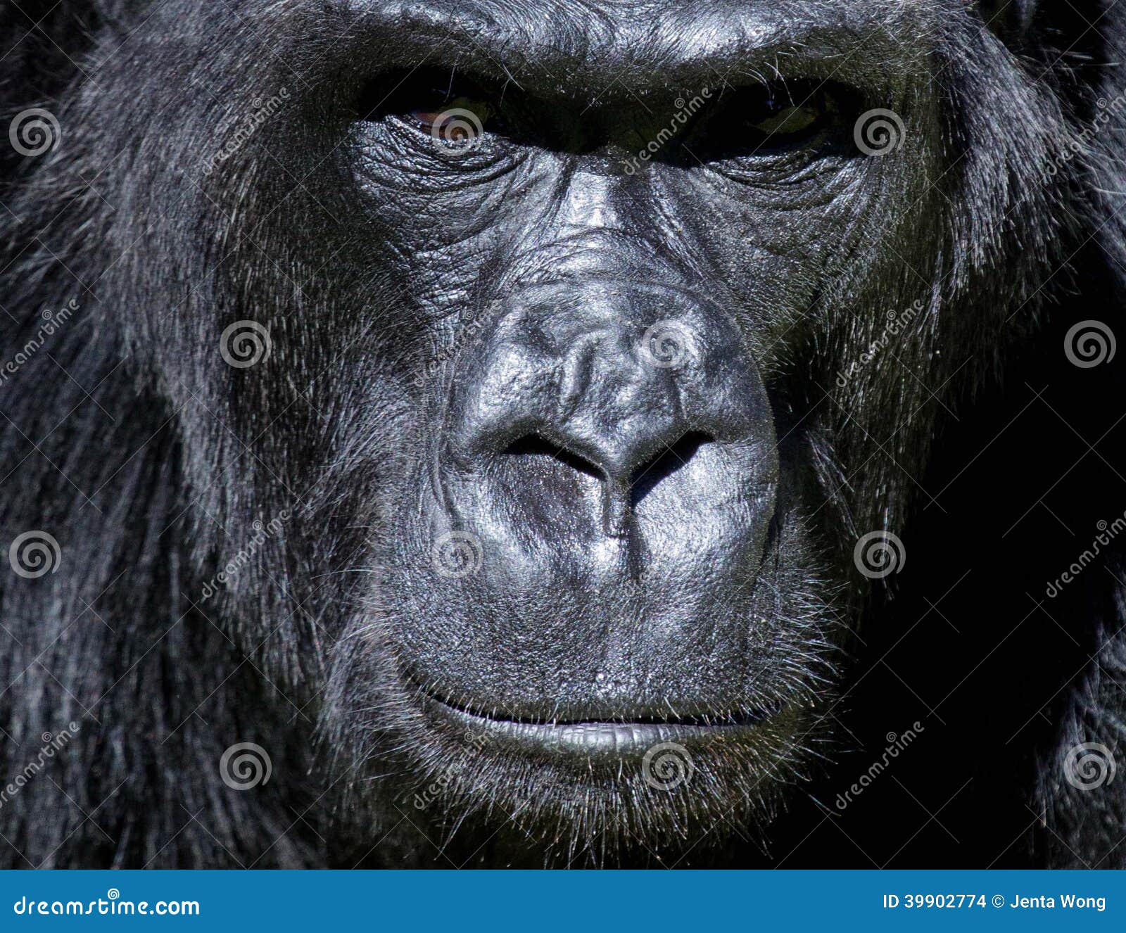 Gorila De Congo Do Silverback Foto de Stock - Imagem de montanha, congo ...