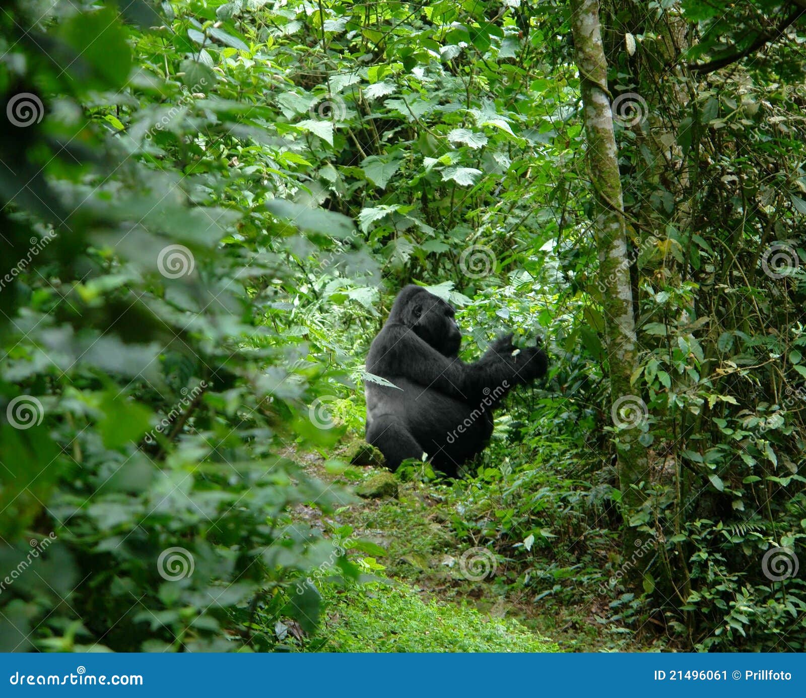 Gorila En La Selva Africana Imagen de archivo - Imagen de especie ...