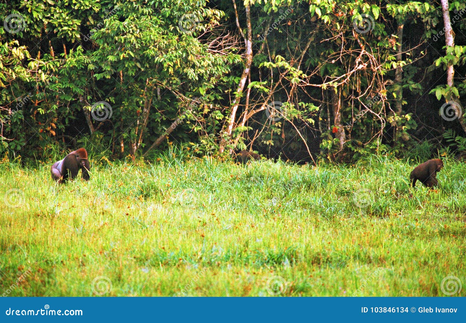 Gorila En La Selva En Congo Foto de archivo - Imagen de ecosistema ...
