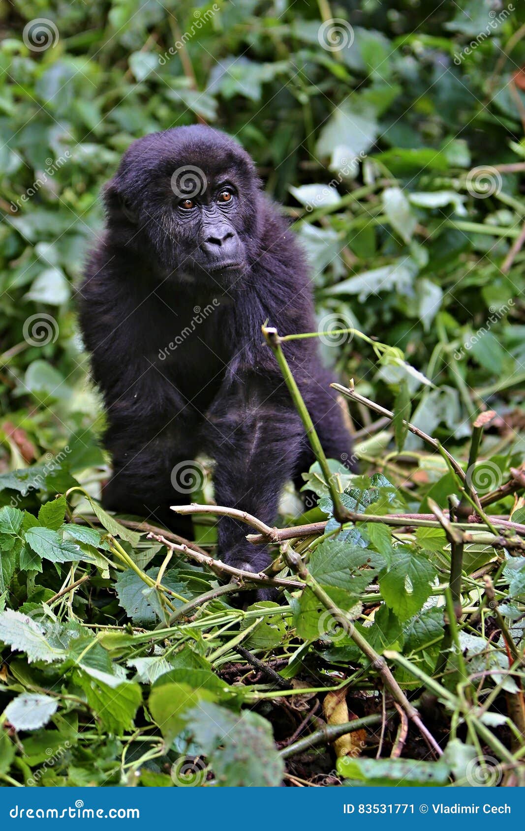 Gorila Oriental Na Beleza Da Selva Africana Imagem de Stock - Imagem de ...