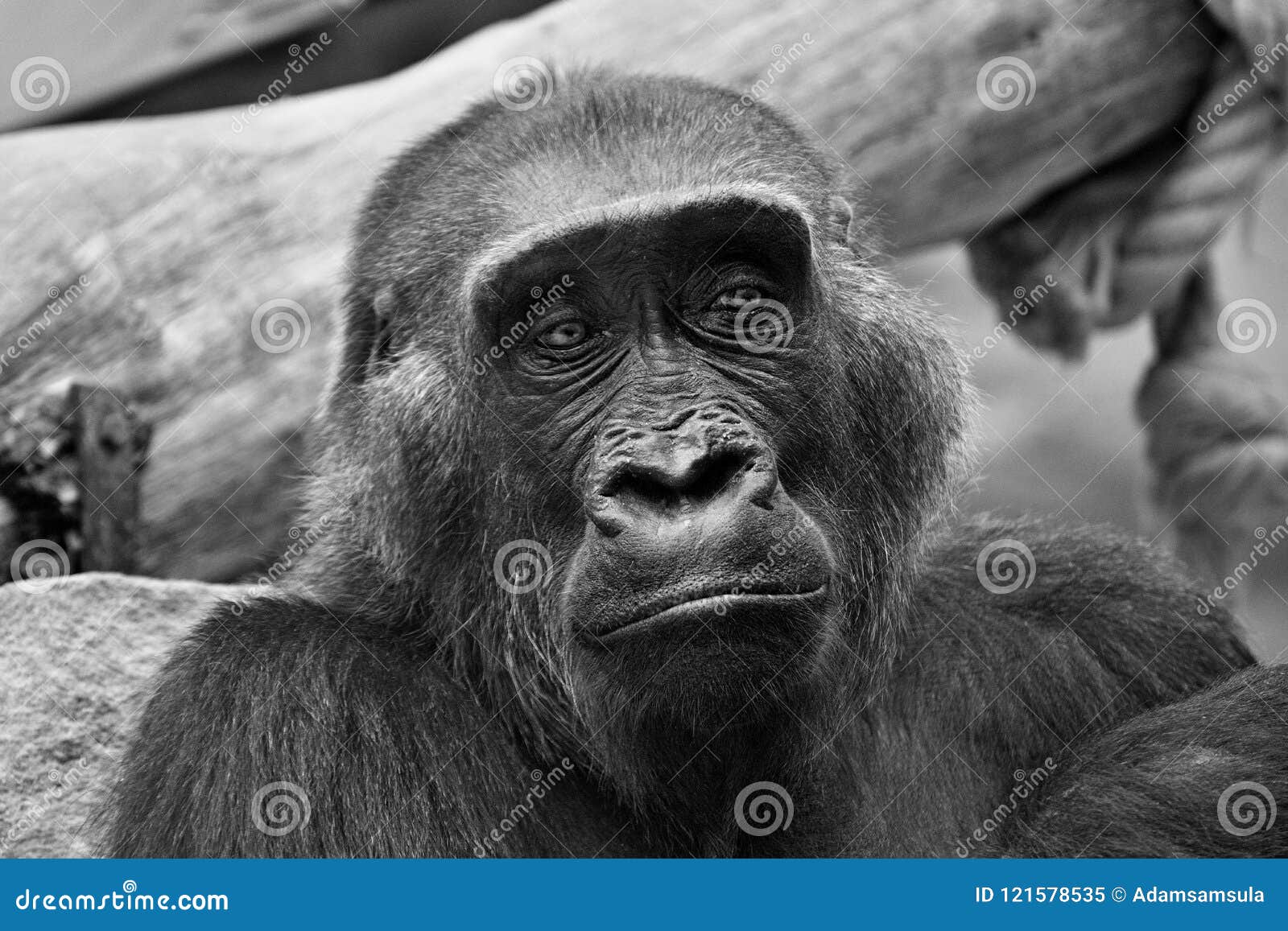 Gorila stock image. Image of gorila, hairy, primate - 121578535