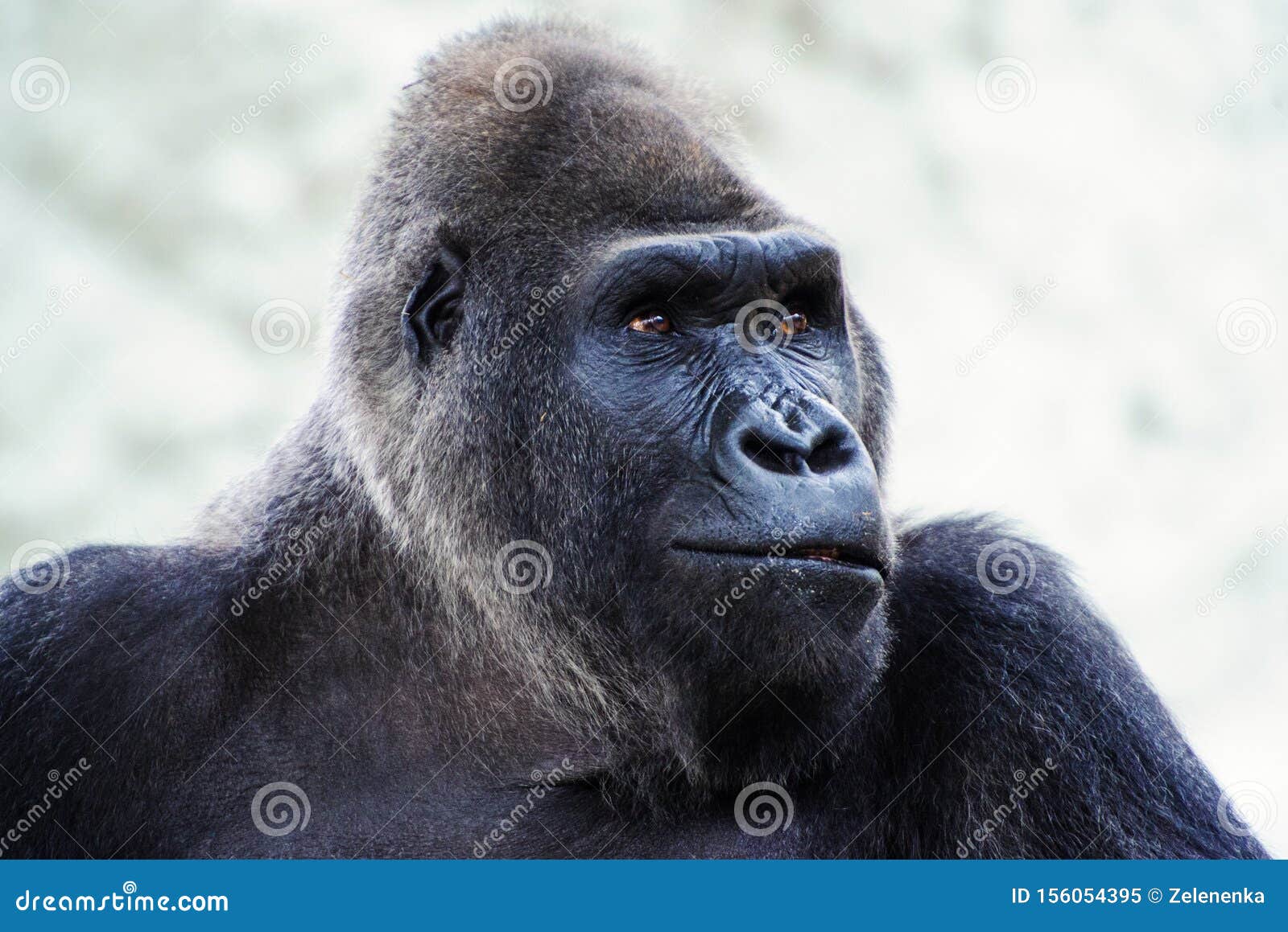 Gorilla stock image. Image of uganda, animal, virunga - 156054395