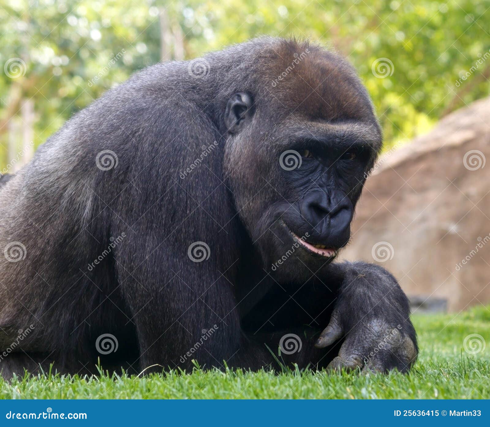 Gorilla stock image. Image of beast, wild, happy, face - 25636415