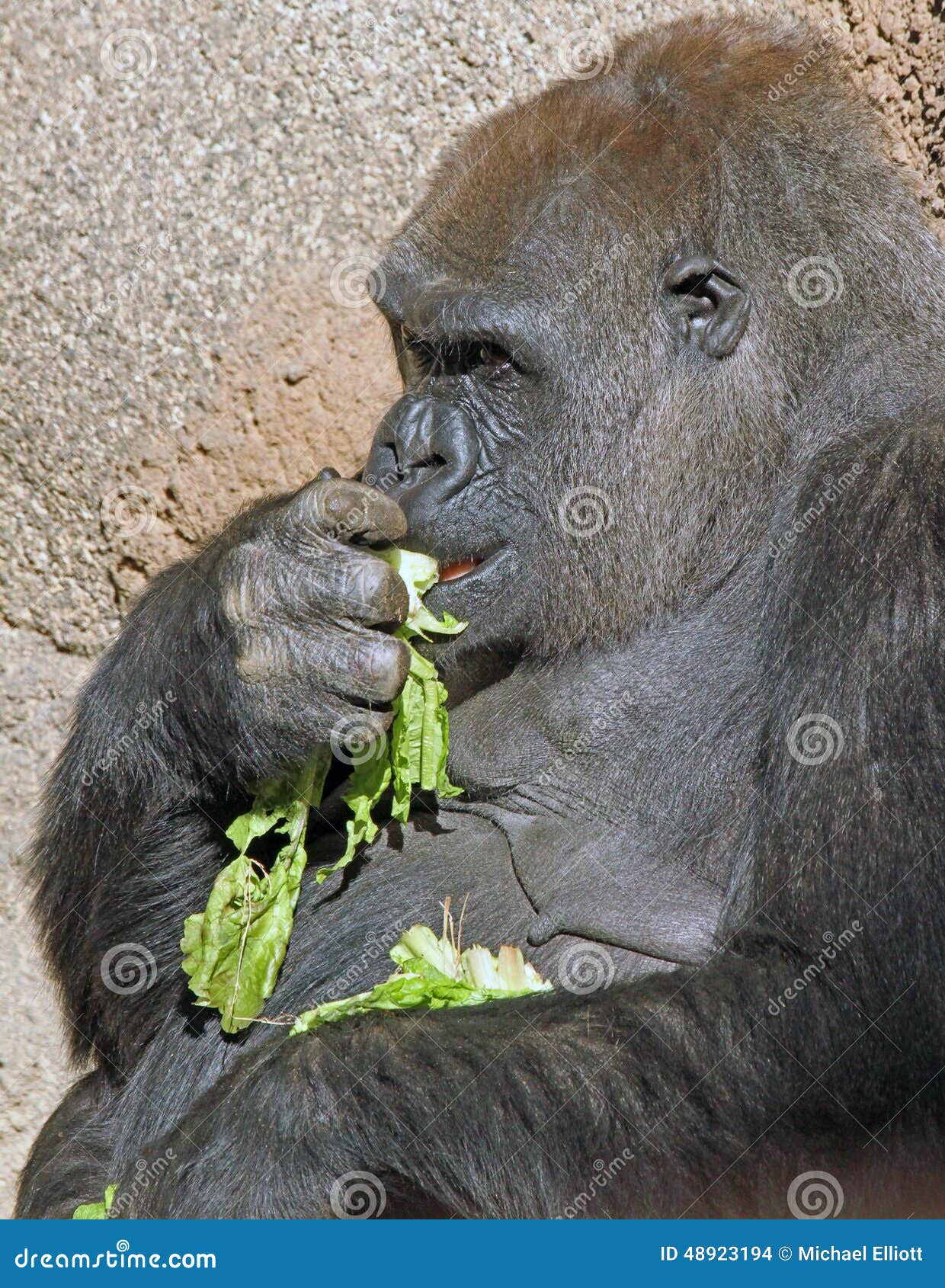 Gorilla stock photo. Image of hold, pose, lettuce, profile - 48923194