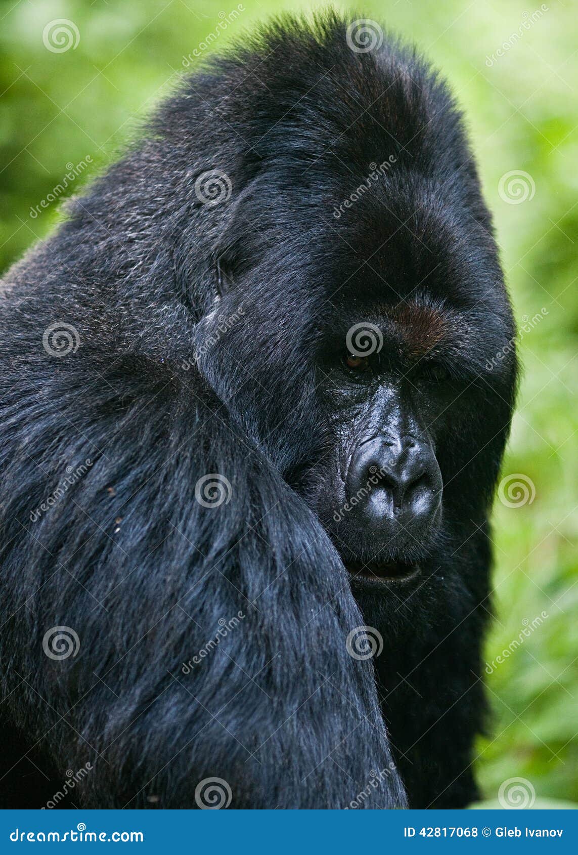 Gorilla stock photo. Image of congo, gorilla, africa - 42817068