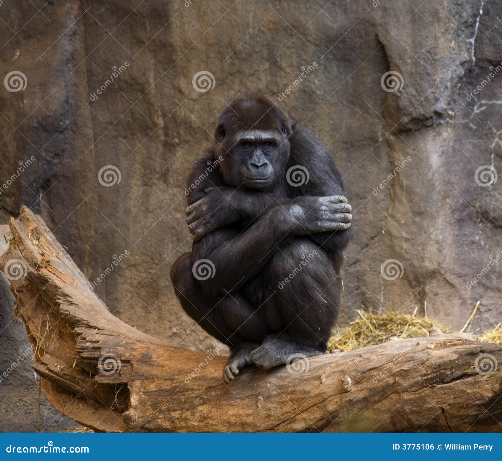 Gorilla Ape Thinking stock photo. Image of species, brown - 3775106