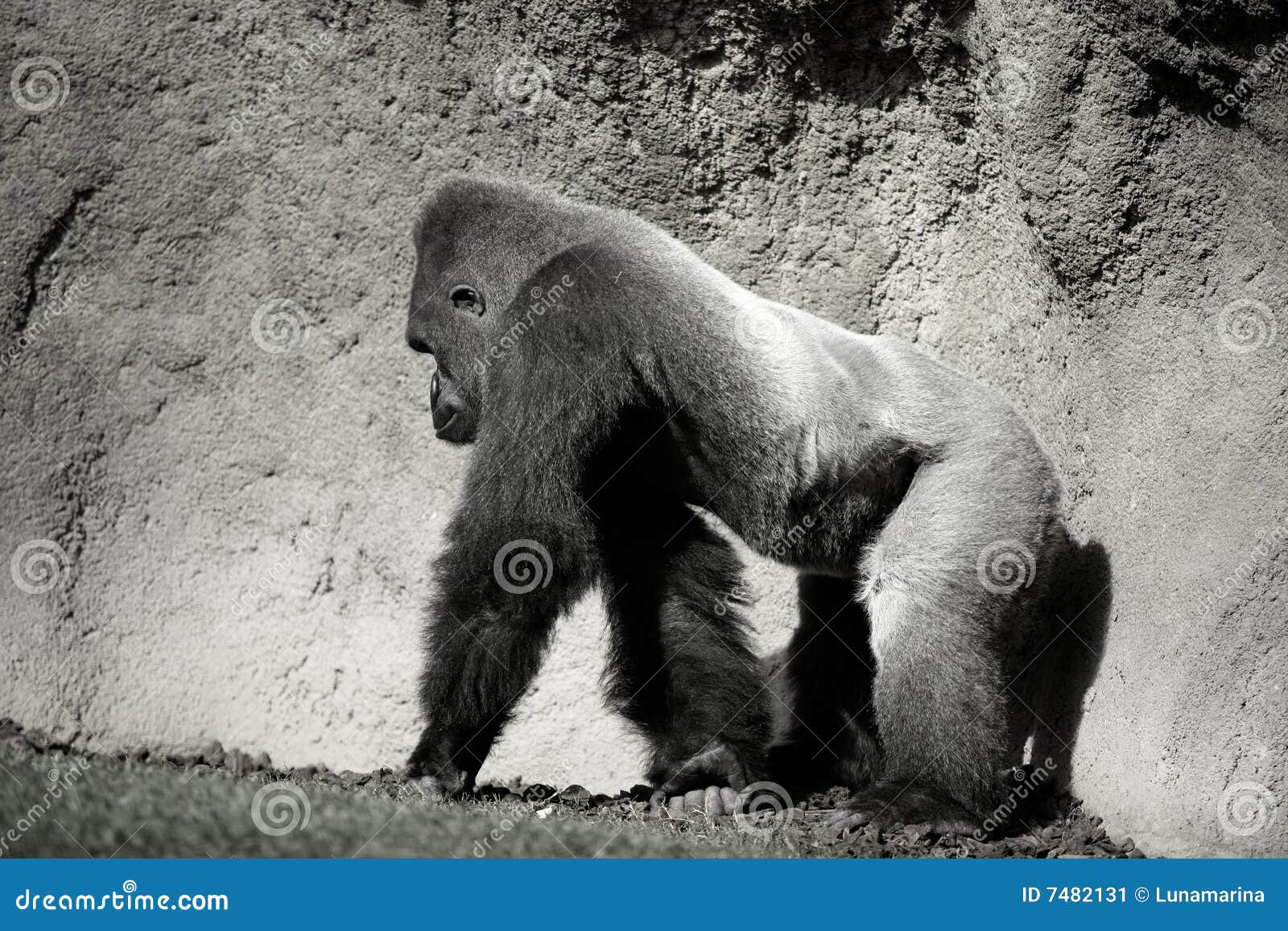 Gorilla Che Cammina, in in Bianco E Nero Immagine Stock - Immagine di ...