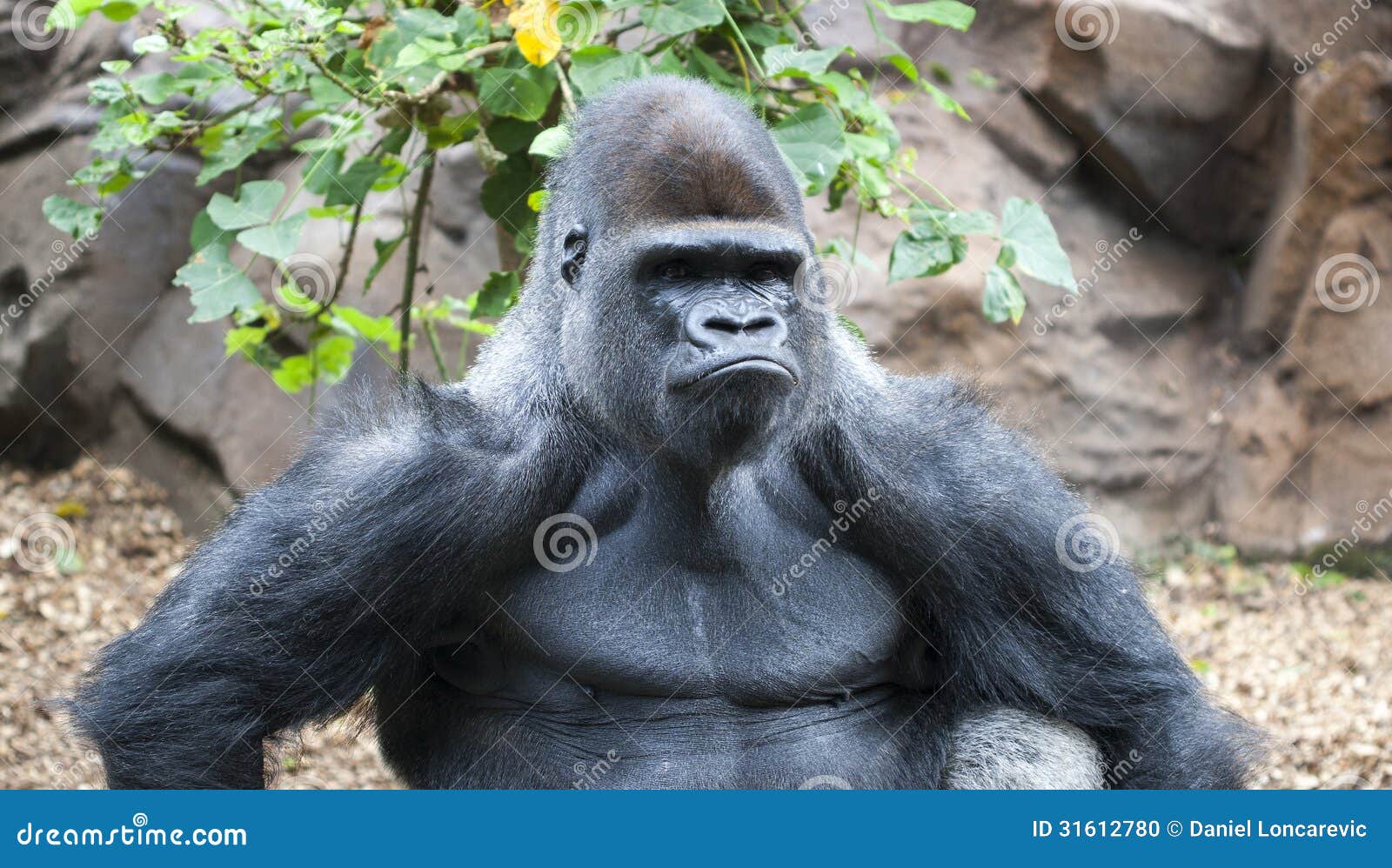 Gorilla Che Fa Un Fronte Serio Fotografia Stock - Immagine di nave ...