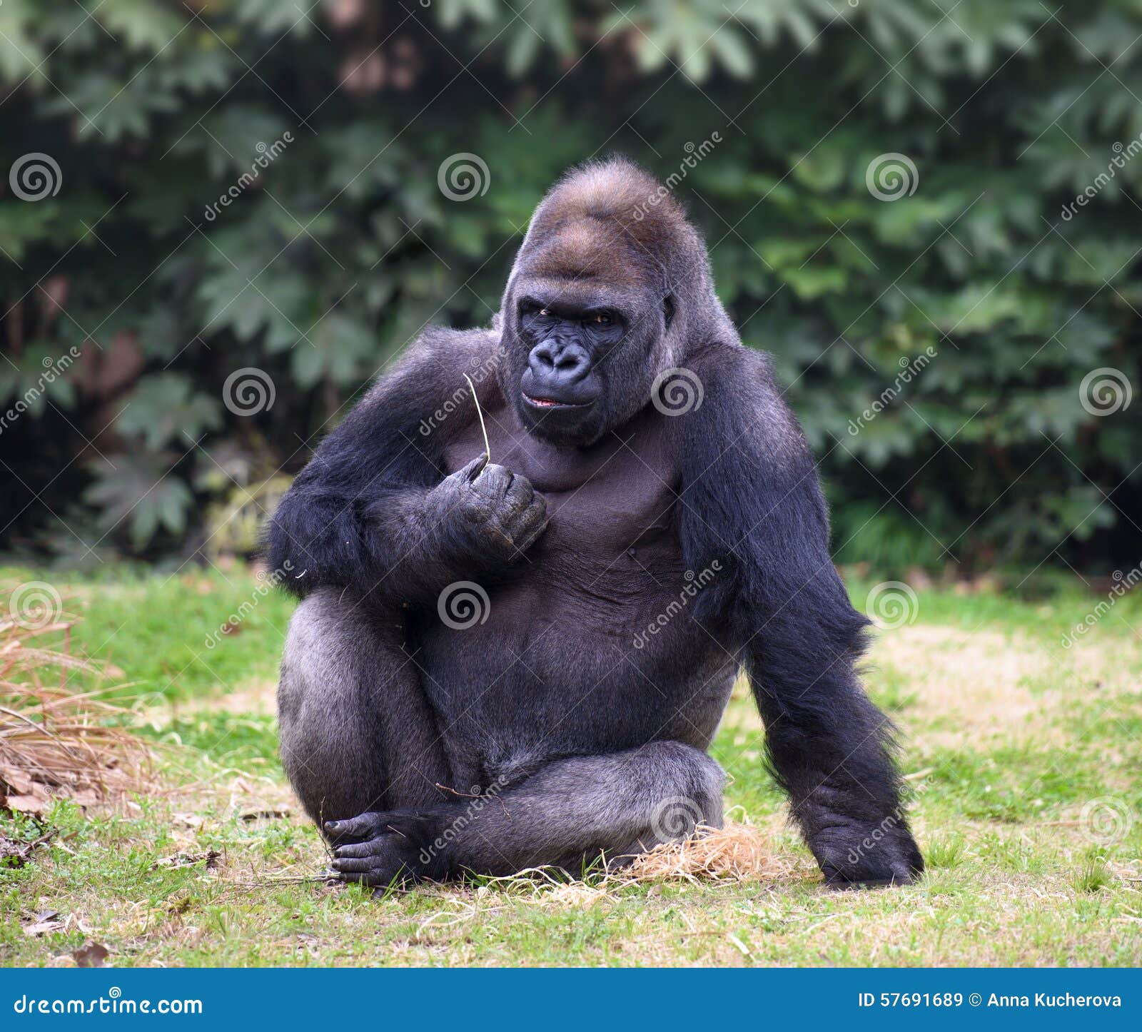 Gorilla Che Guarda Diritto in Camera Immagine Stock - Immagine di ...