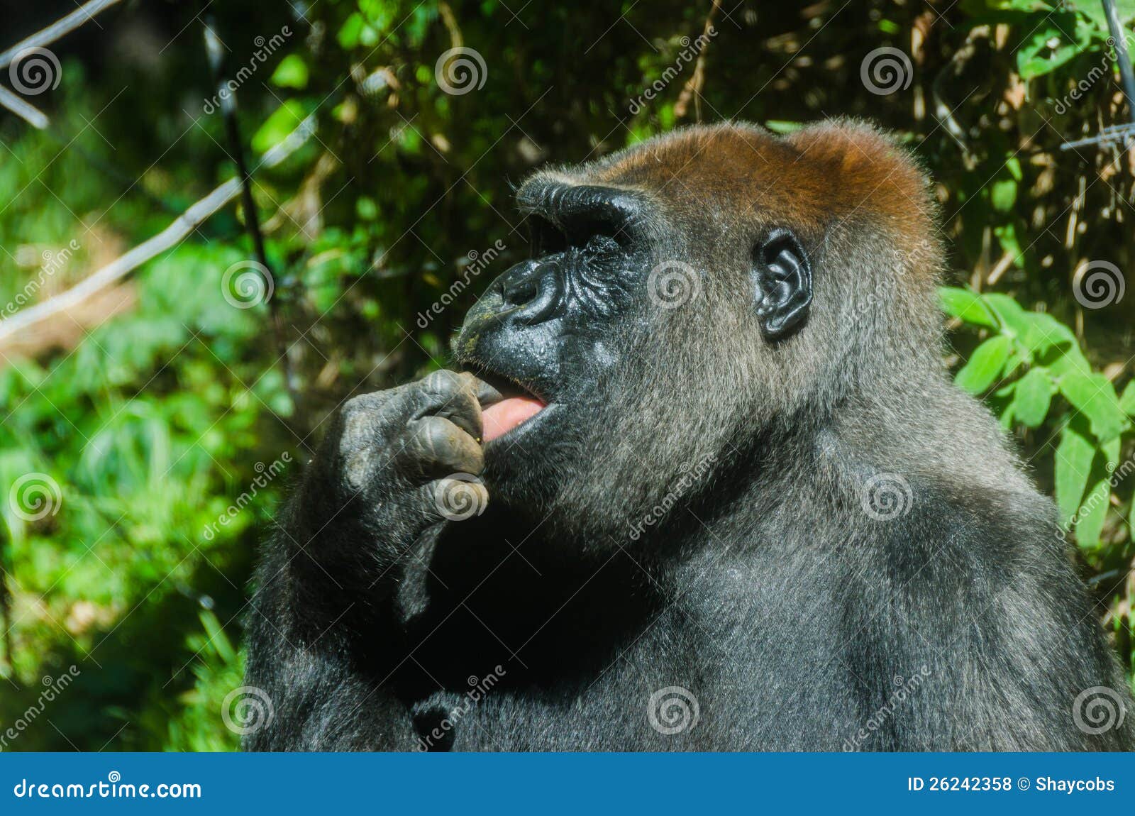 Gorilla Che Lecca La Sua Barretta Fotografia Stock - Immagine di ...