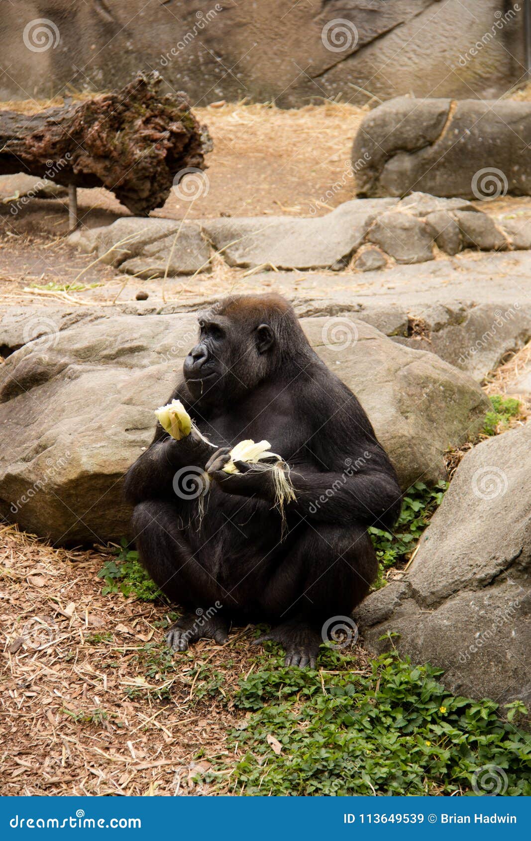 Gorilla Che Mangia Alimento Foto Stock - Download 47 Royalty Free Photos