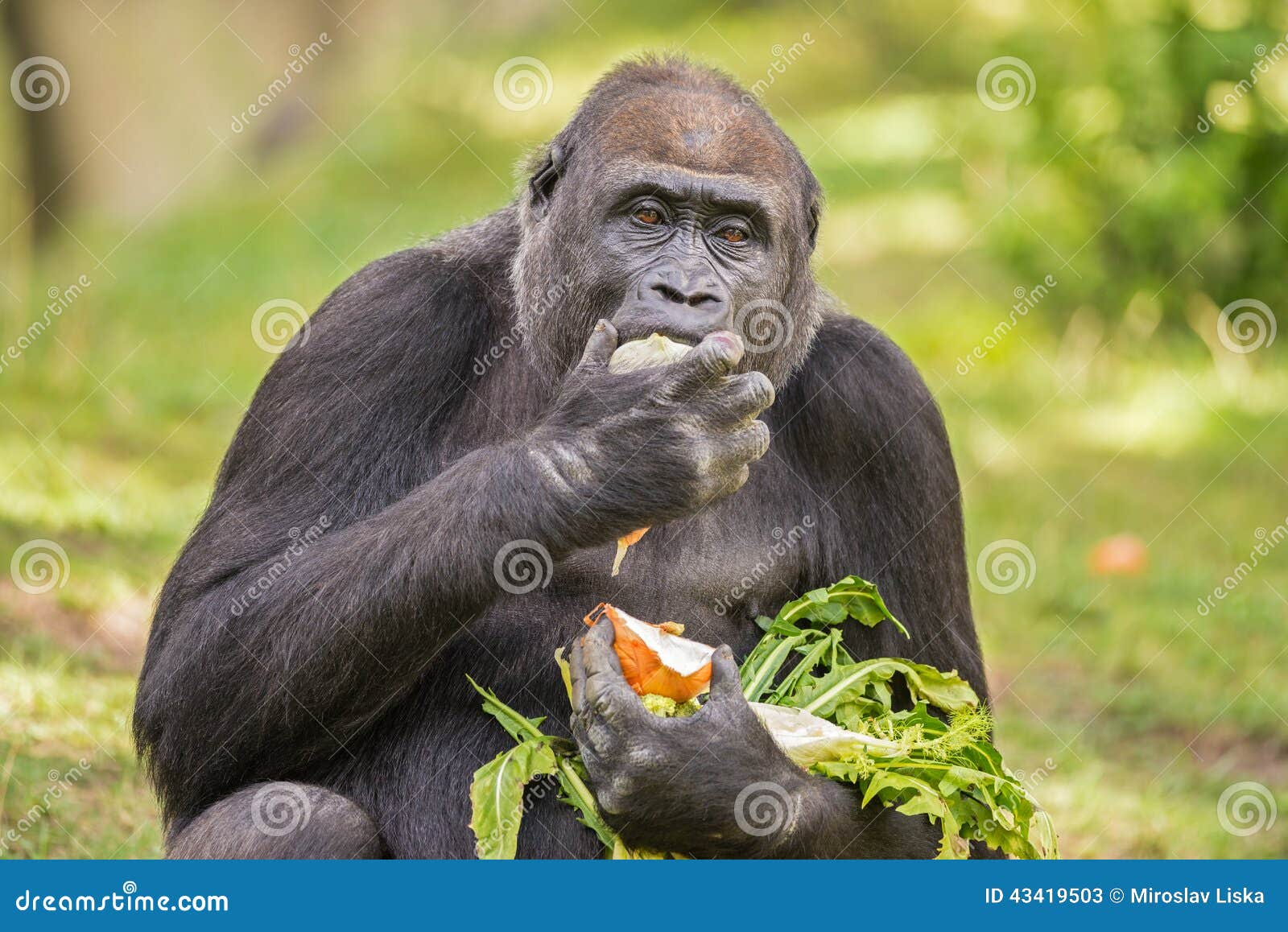 Gorilla Che Mangia Le Verdure Immagine Stock - Immagine di espressione ...