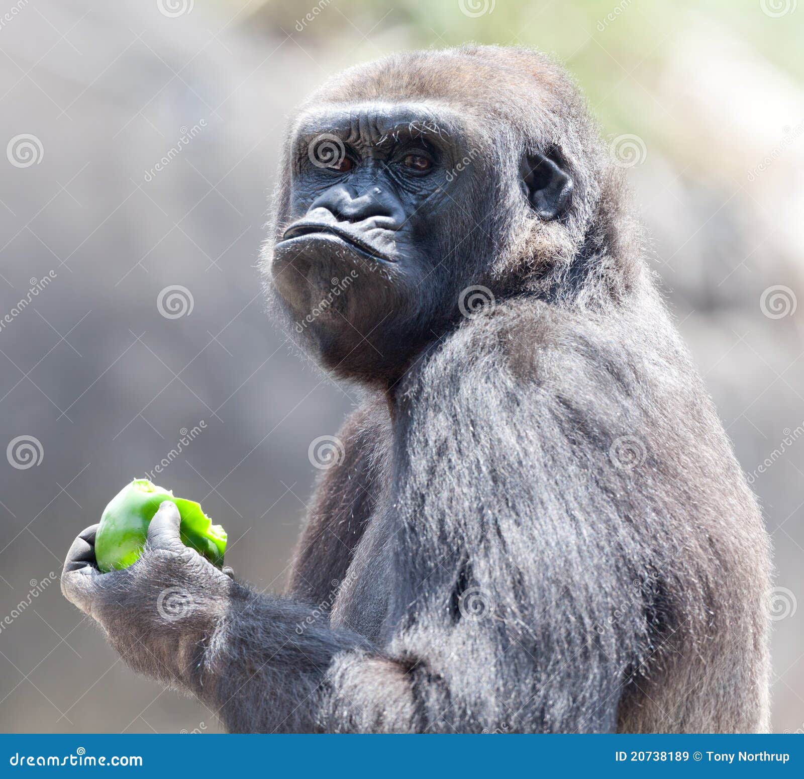 Gorilla che mangia mela immagine stock. Immagine di gorilla - 20738189