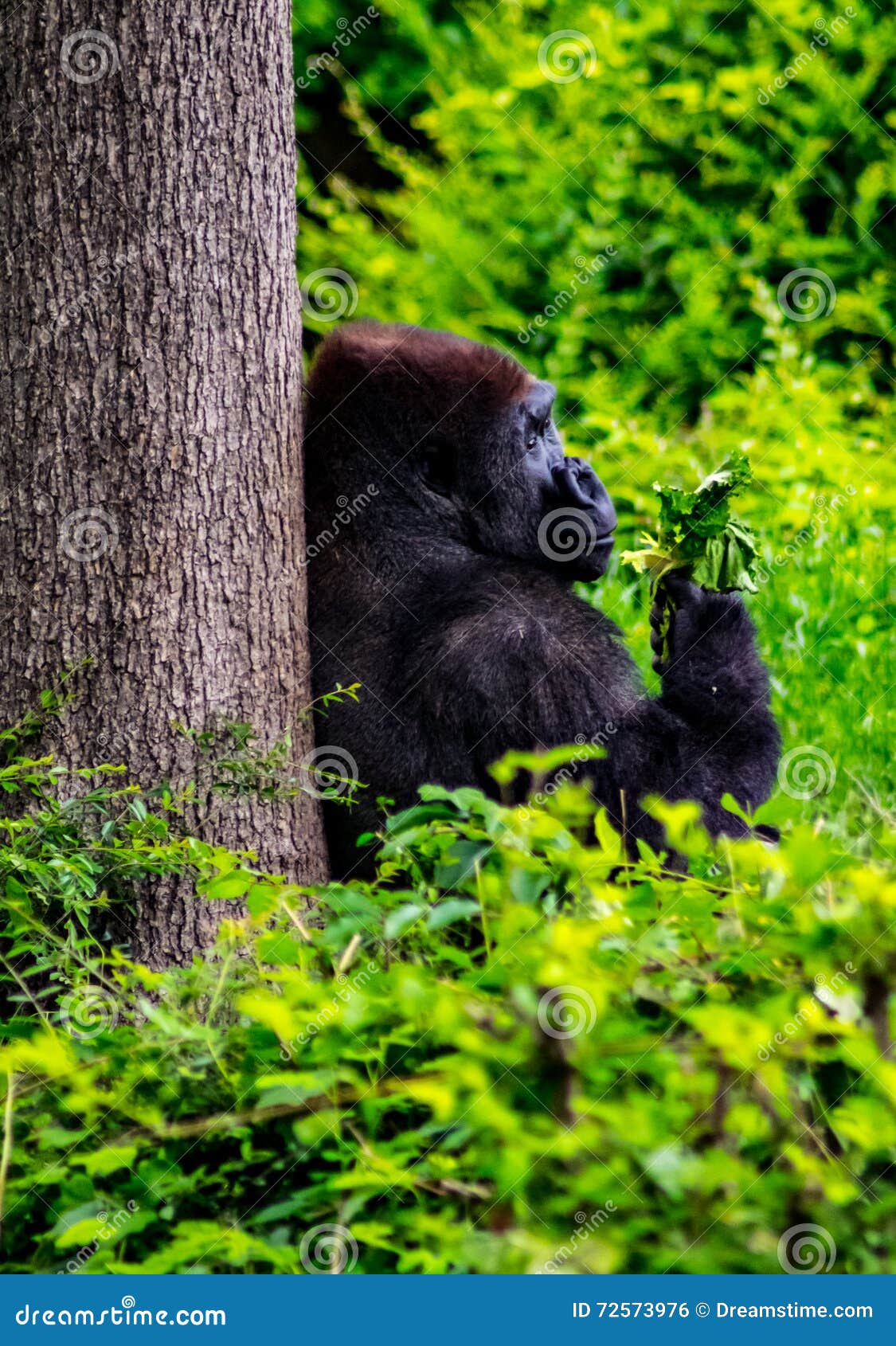 Gorilla Che Mangia Sotto Un Albero Fotografia Stock - Immagine di ...