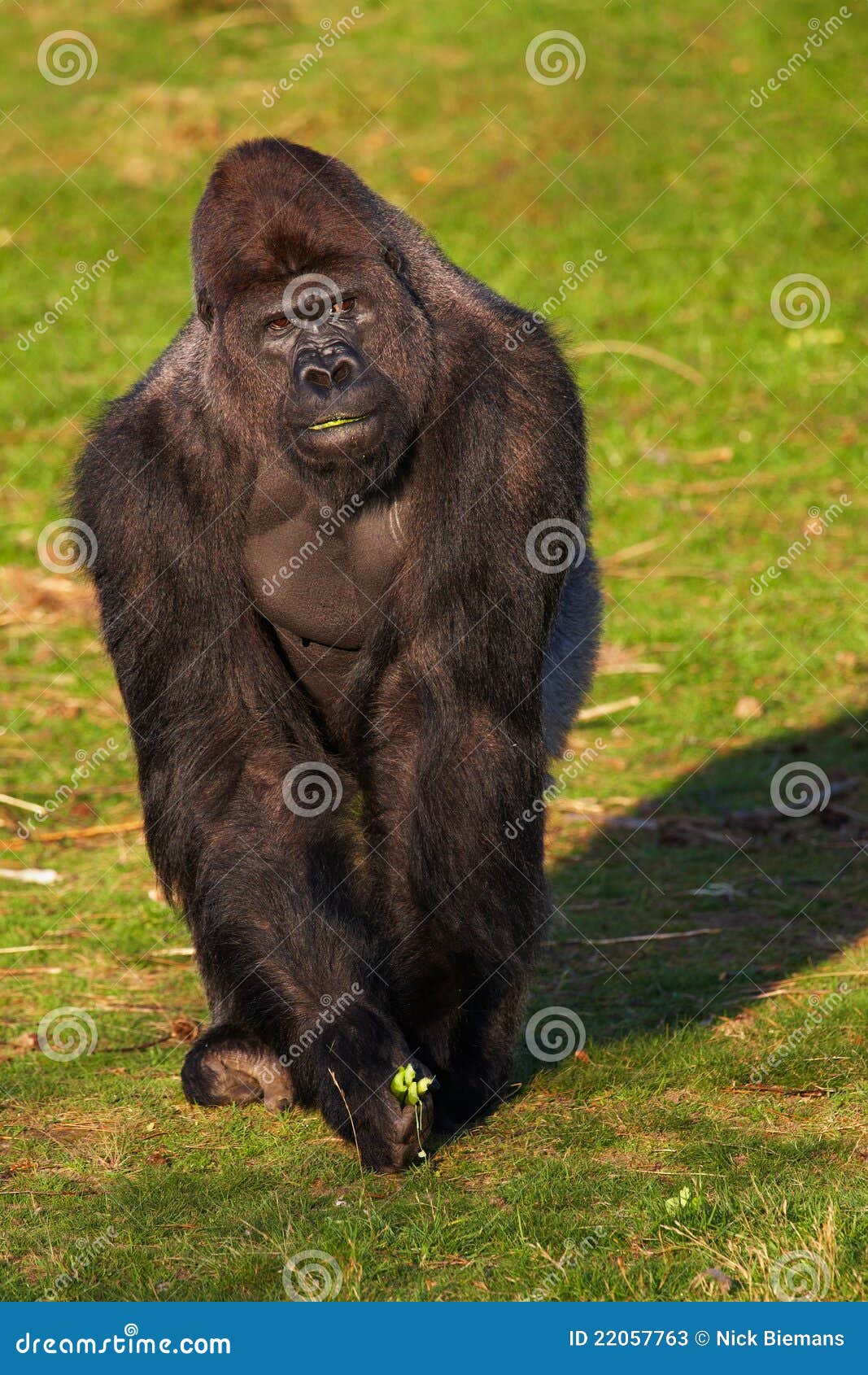 Gorilla Che Si Leva in Piedi Con Alcune Verdure in Sua Mano Immagine ...