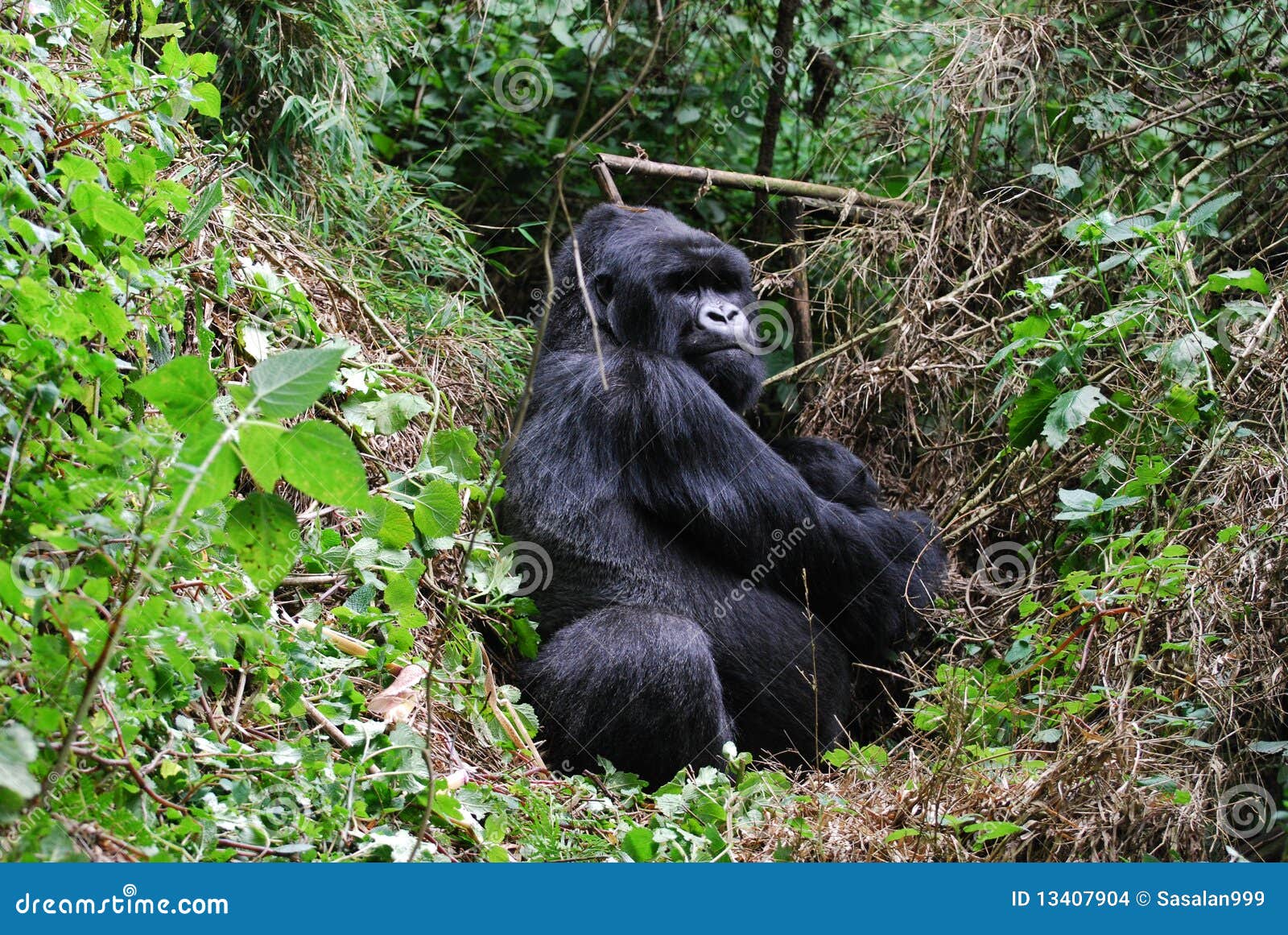 Gorilla Che Si Siede Nella Foresta Pluviale Fotografia Stock - Immagine ...