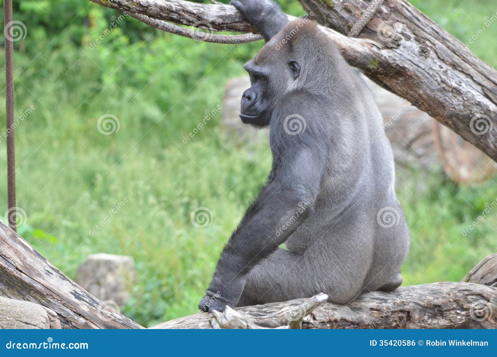 Gorilla Che Si Siede Su Un Grande Albero Fotografia Stock - Immagine di ...