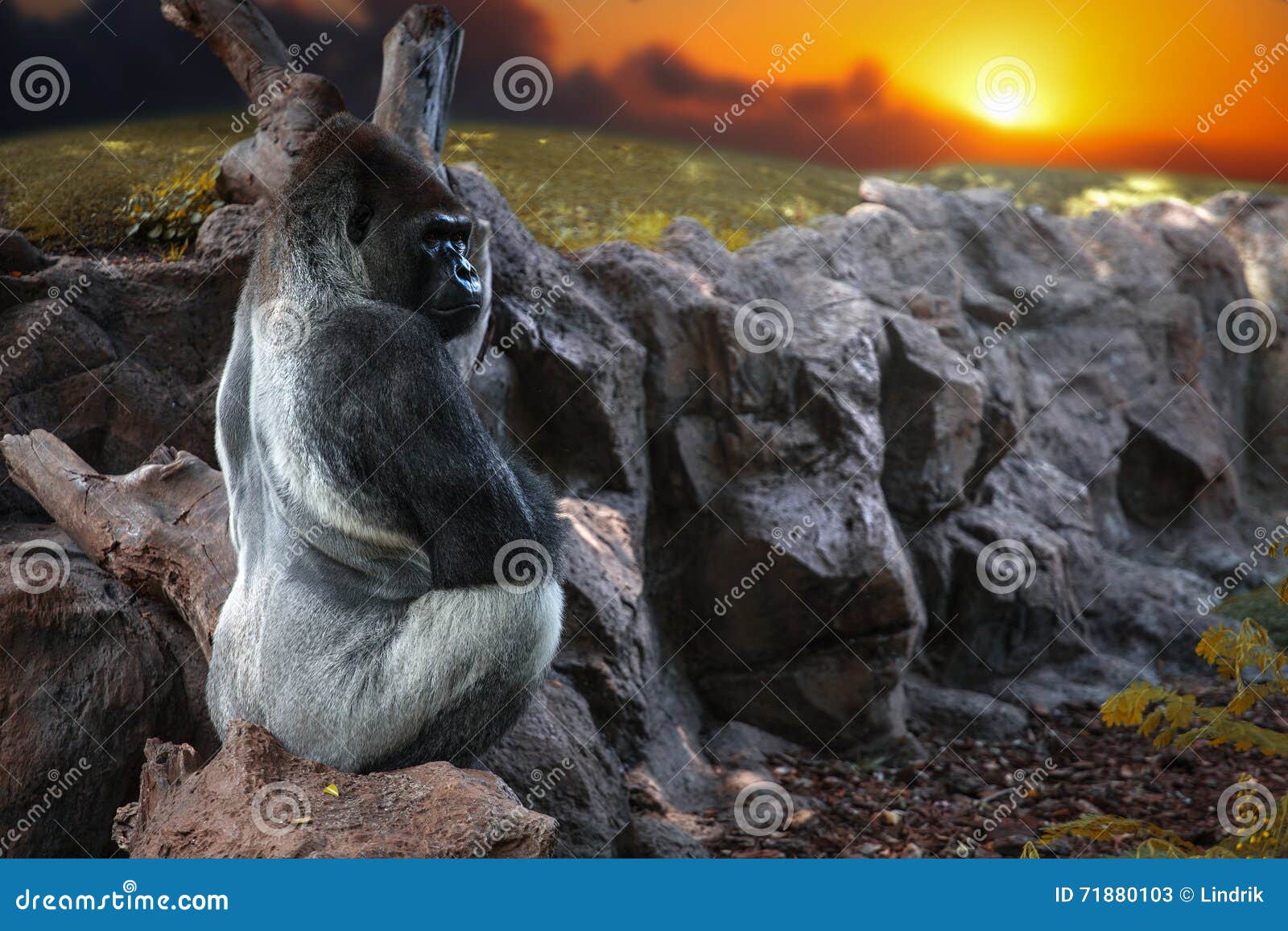 Gorilla Che Si Siede Su Una Roccia Immagine Stock - Immagine di nave ...