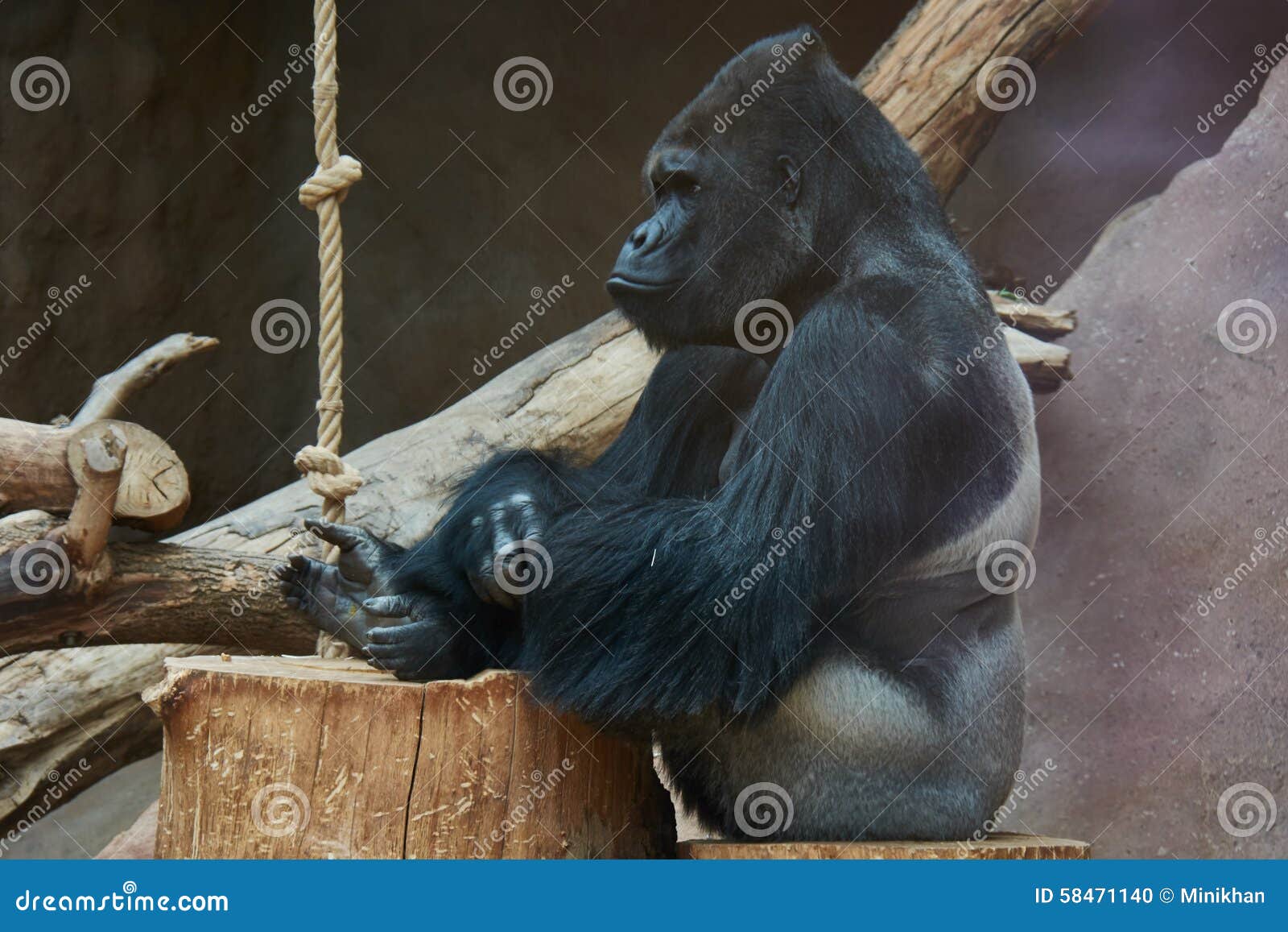 Gorilla Chief is watching stock photo. Image of chief - 58471140