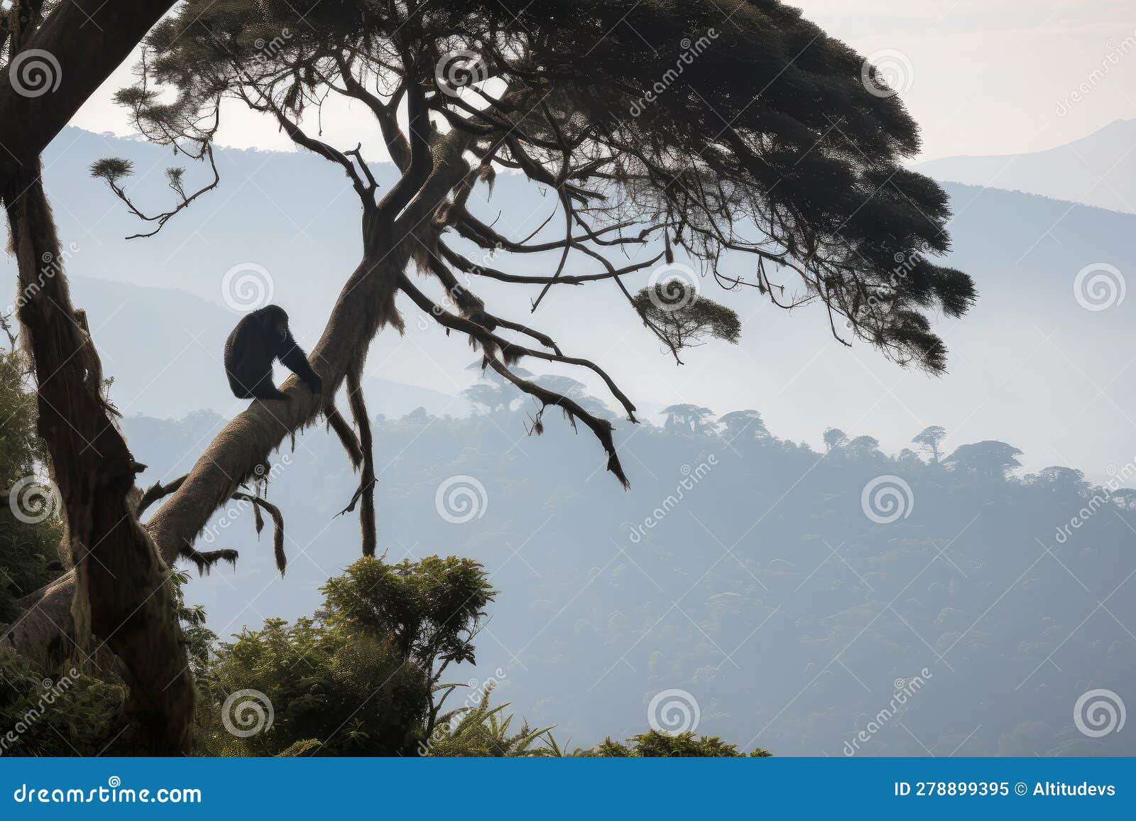 Gorilla Climbing Tree, with View of Misty Mountain Range Stock ...