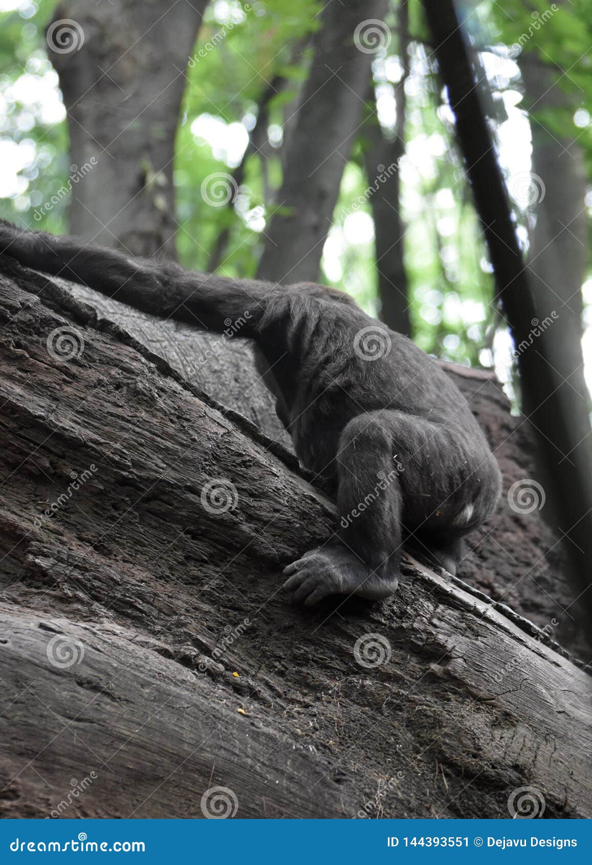 Gorilla Climbing in Trees stock image. Image of safari - 144393551