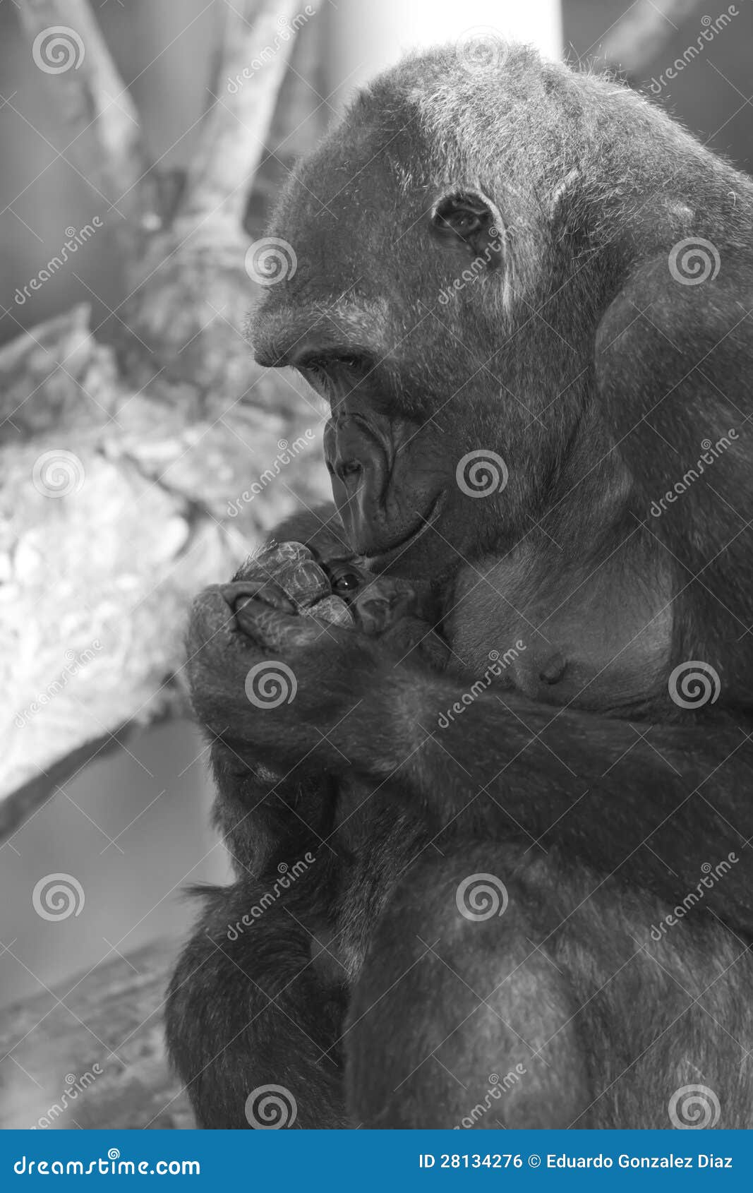 Gorilla coast stock photo. Image of mammal, africa, animal - 28134276