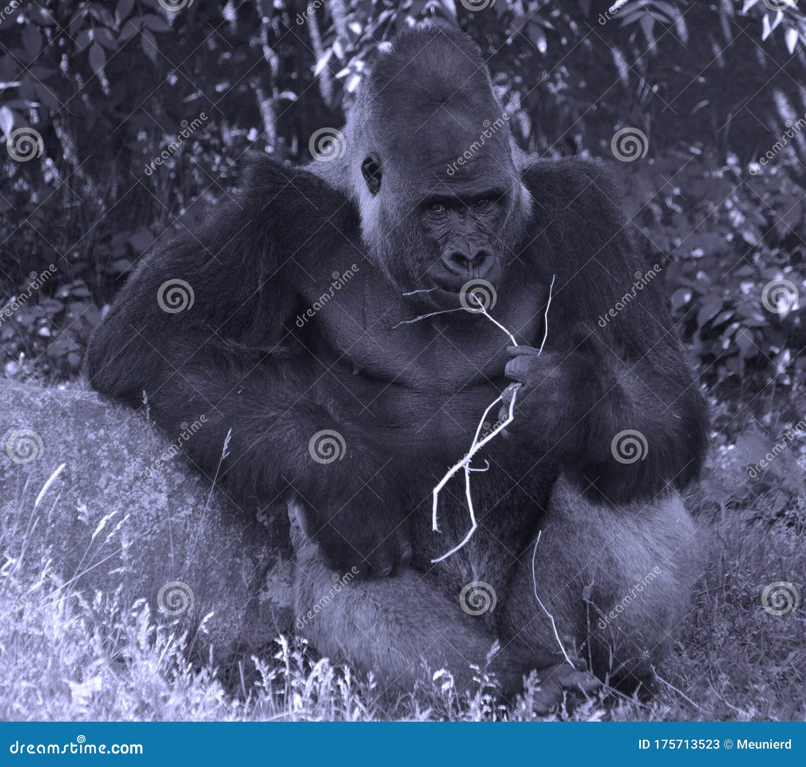 Gorilla Constitute the Eponymous Genus Gorilla,the Largest Extant Genus ...