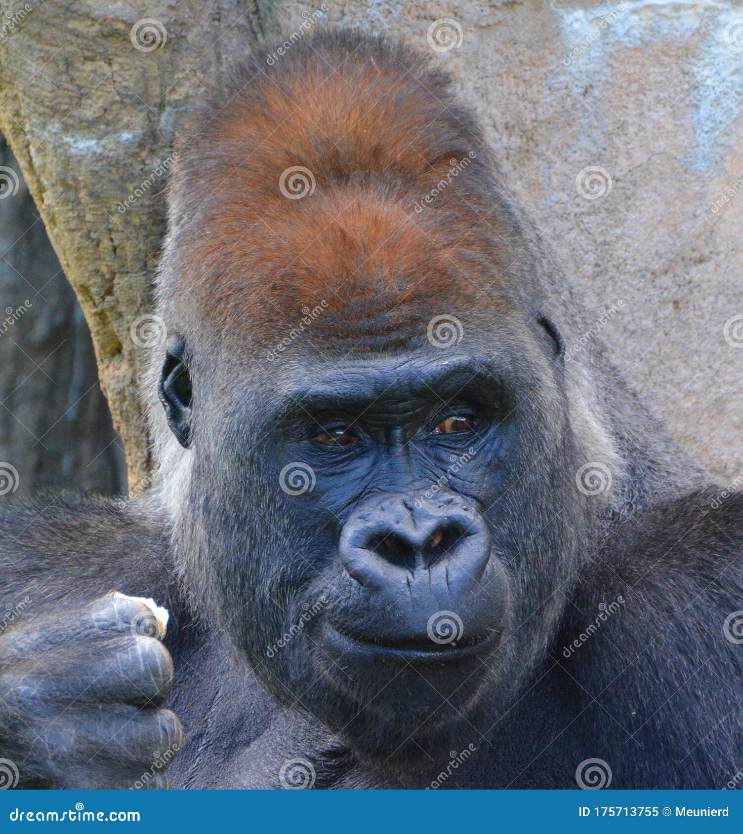 Gorilla Constitute the Eponymous Genus Gorilla,the Largest Extant Genus ...